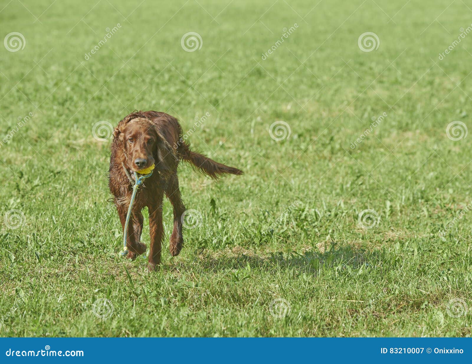 Red Irish Setter on grass stock image. Image of setter - 83210007
