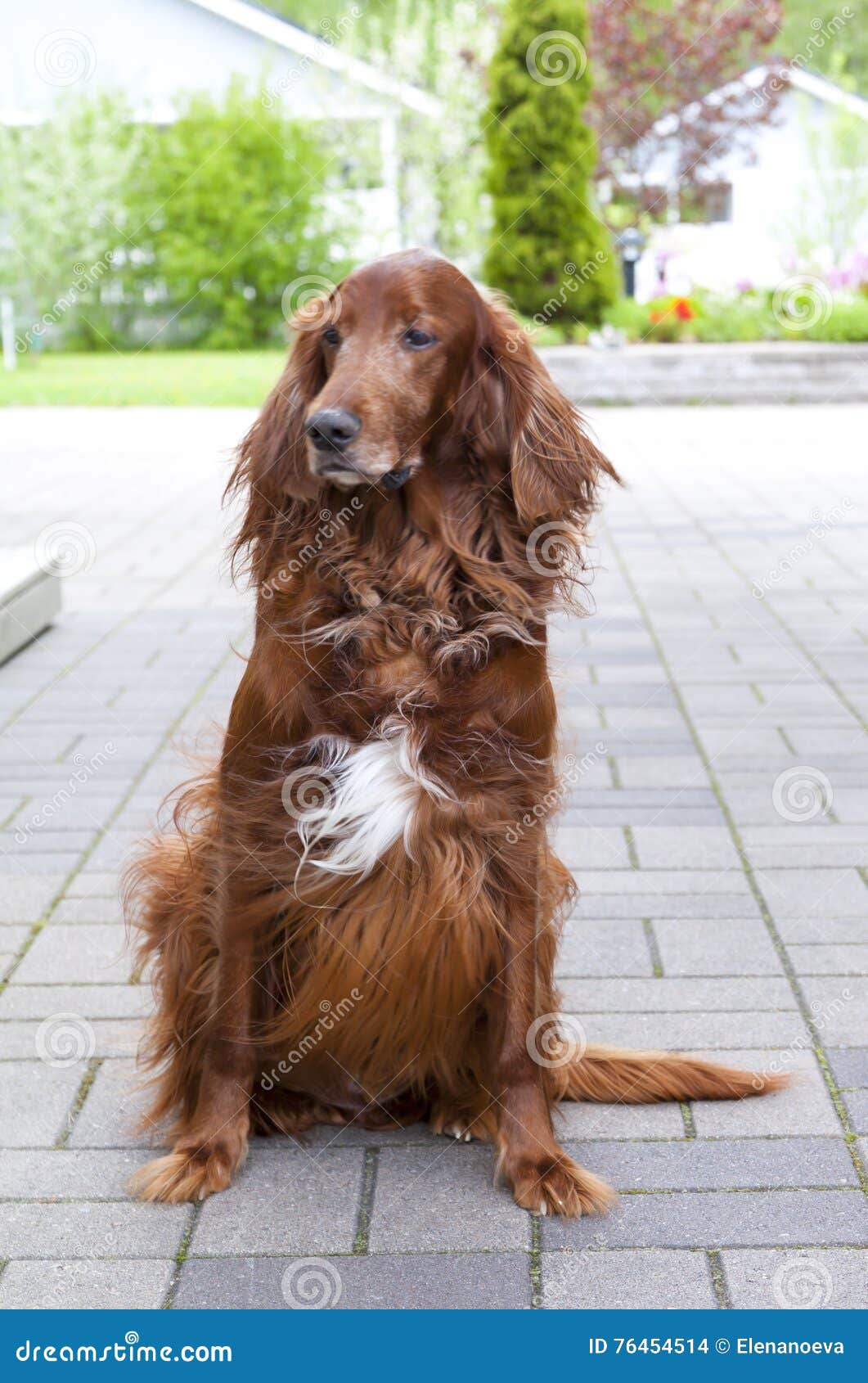 Red Irish setter stock photo. Image of irish, white, brown - 76454514