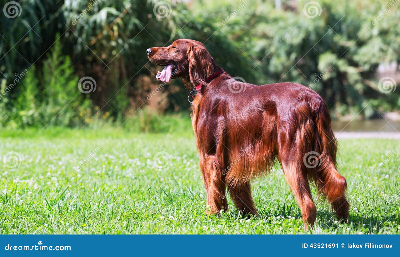 Red Irish Setter Standing on Grass Stock Image - Image of calm, setter ...