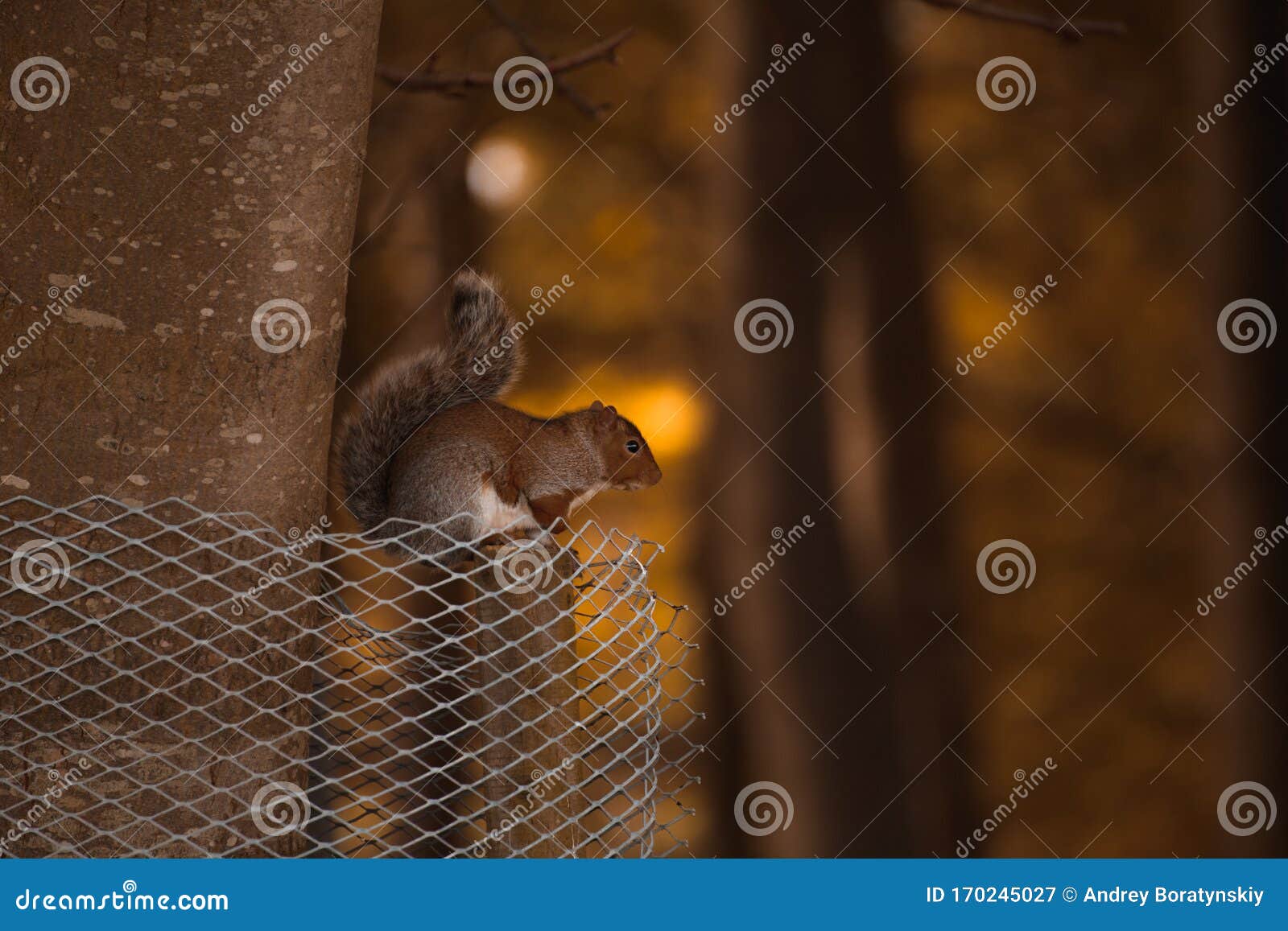 Red Irish Squirrel on a Tree Stock Image - Image of fast, quick: 170245027
