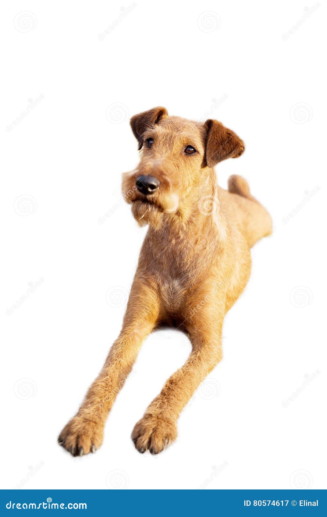 Red Irish Terrier, Lovely Friendly Dog Isolated on White. Stock Image ...