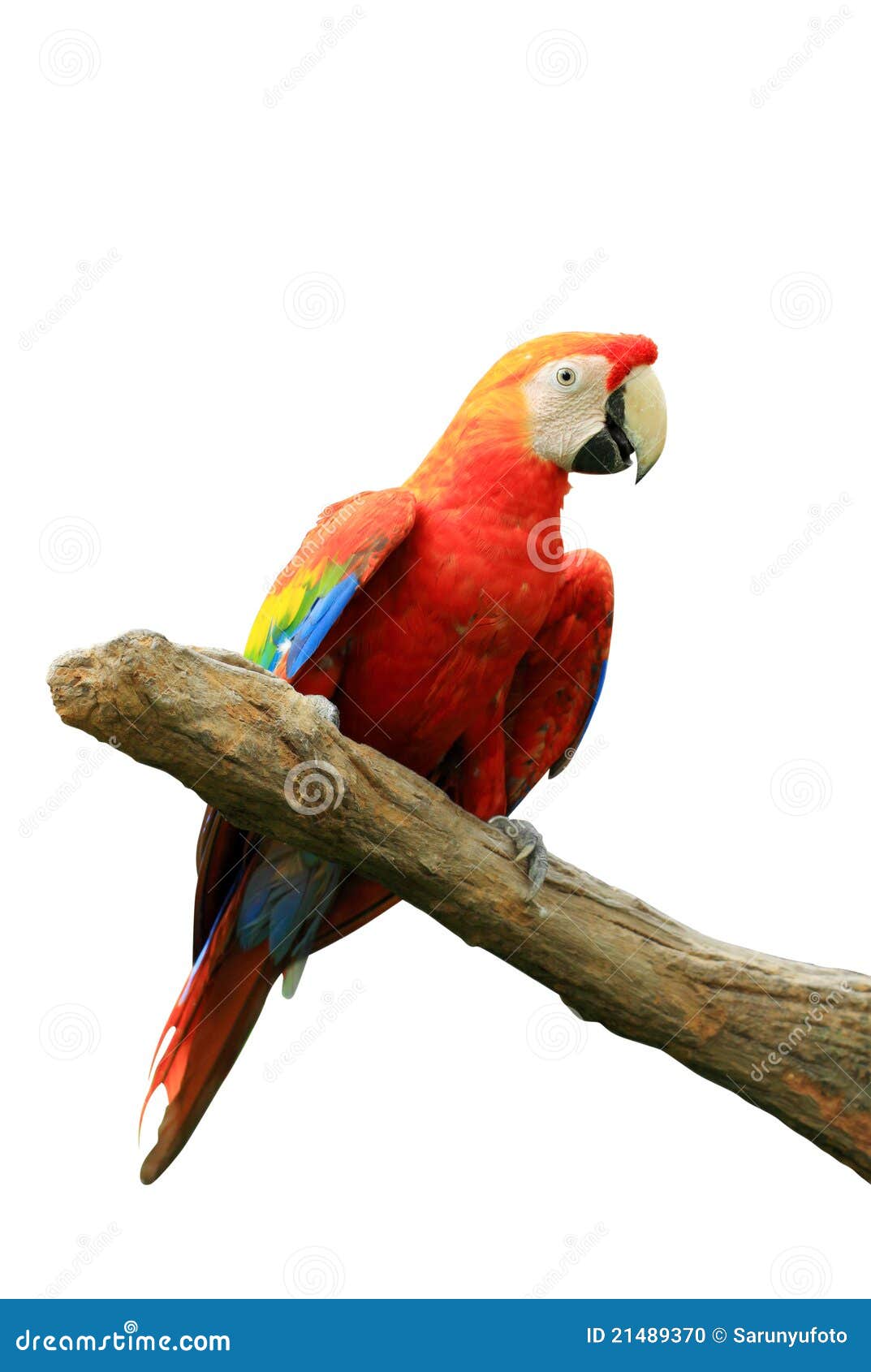 Red isolated parrot stock photo. Image of branch, bright - 21489370