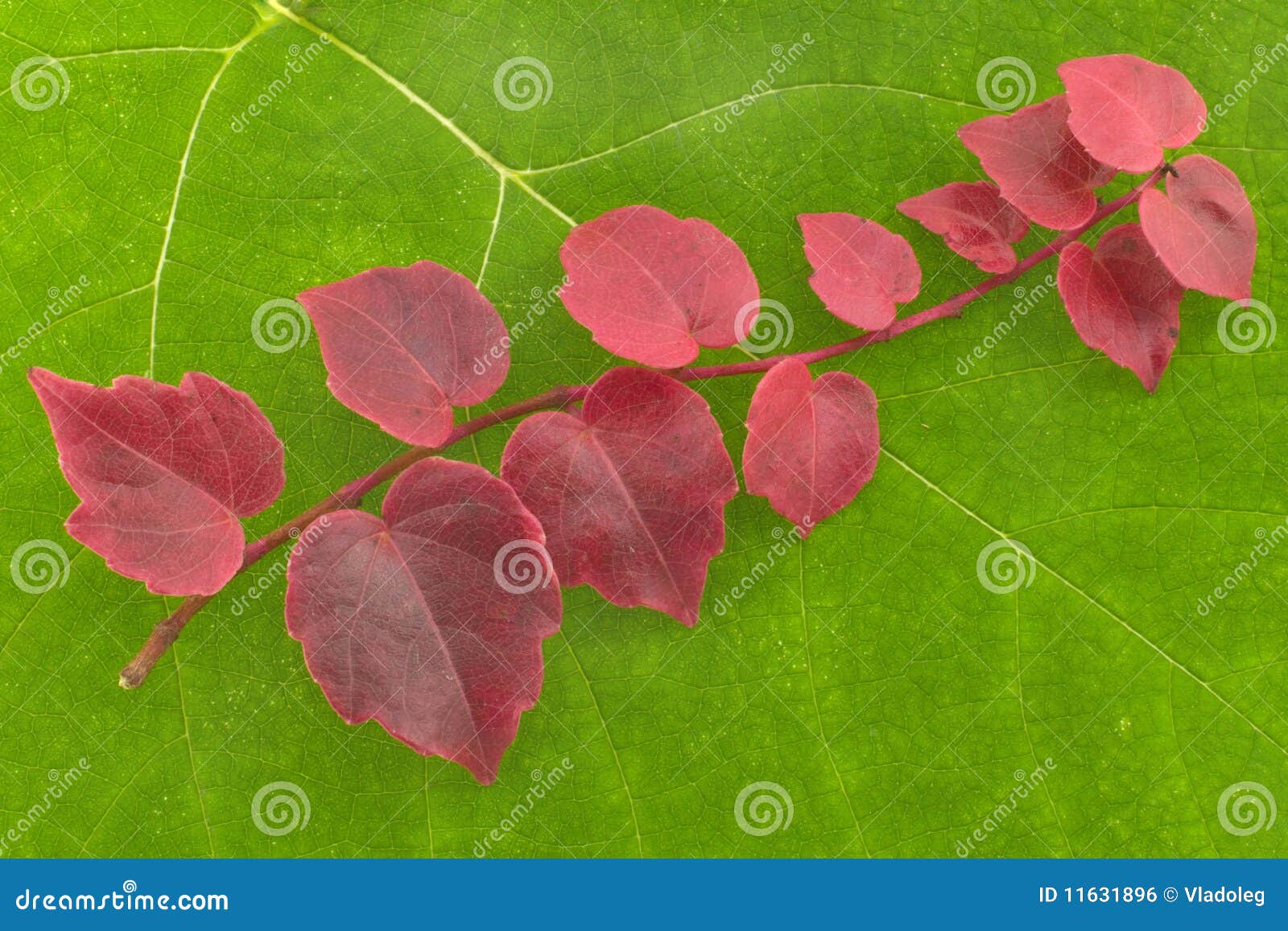 Red ivy stock photo. Image of macro, foliage, backgrounds - 11631896