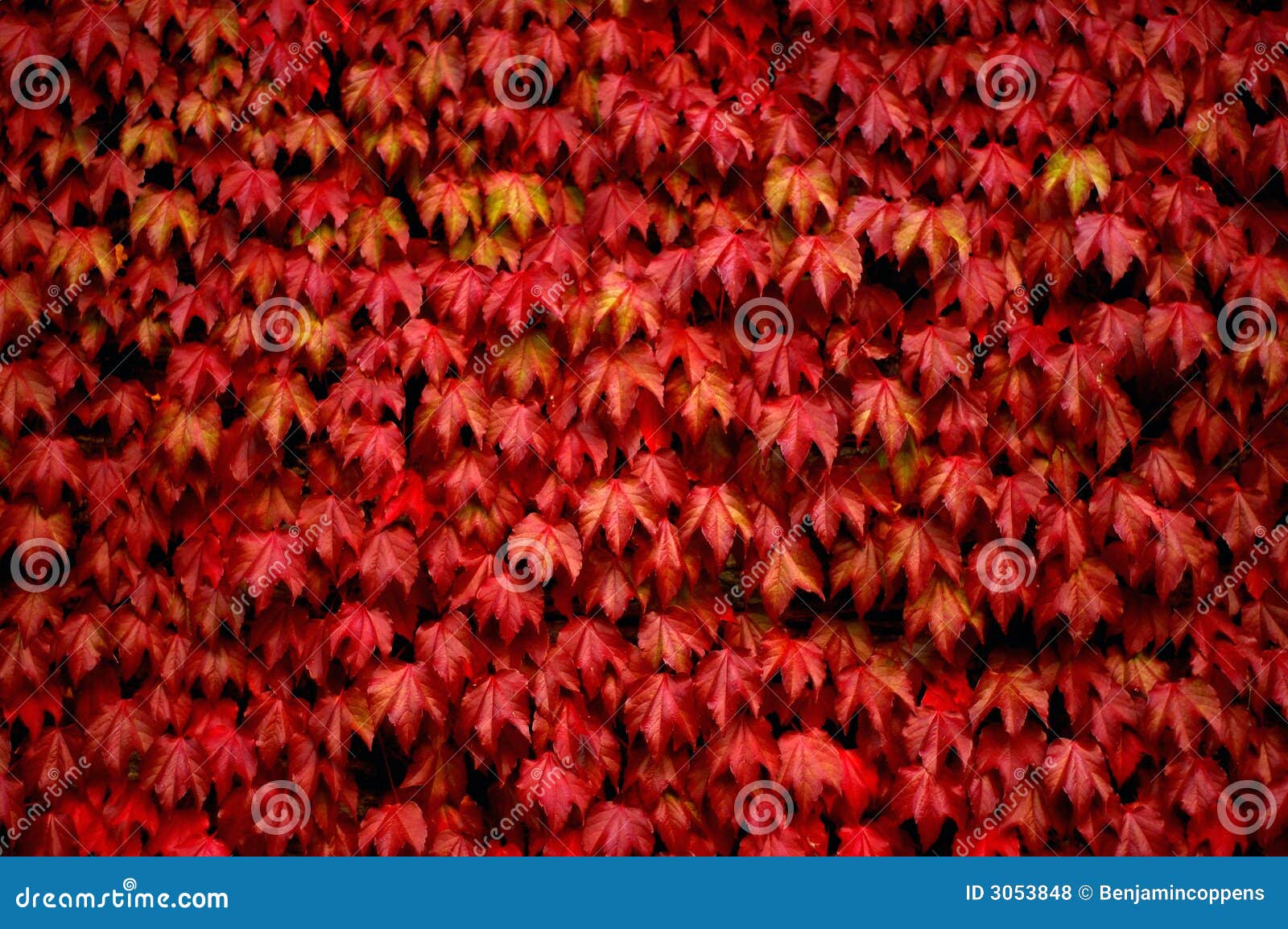 Red ivy stock photo. Image of creep, cling, colourful - 3053848