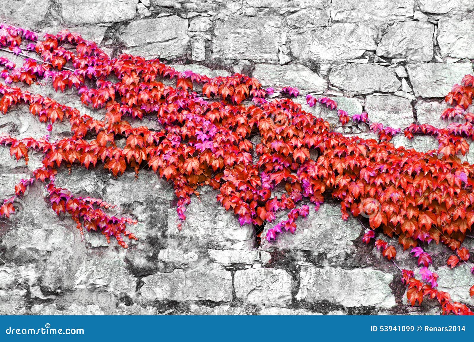 Red Ivy on Ancient Castle Wall Stock Image - Image of surface ...