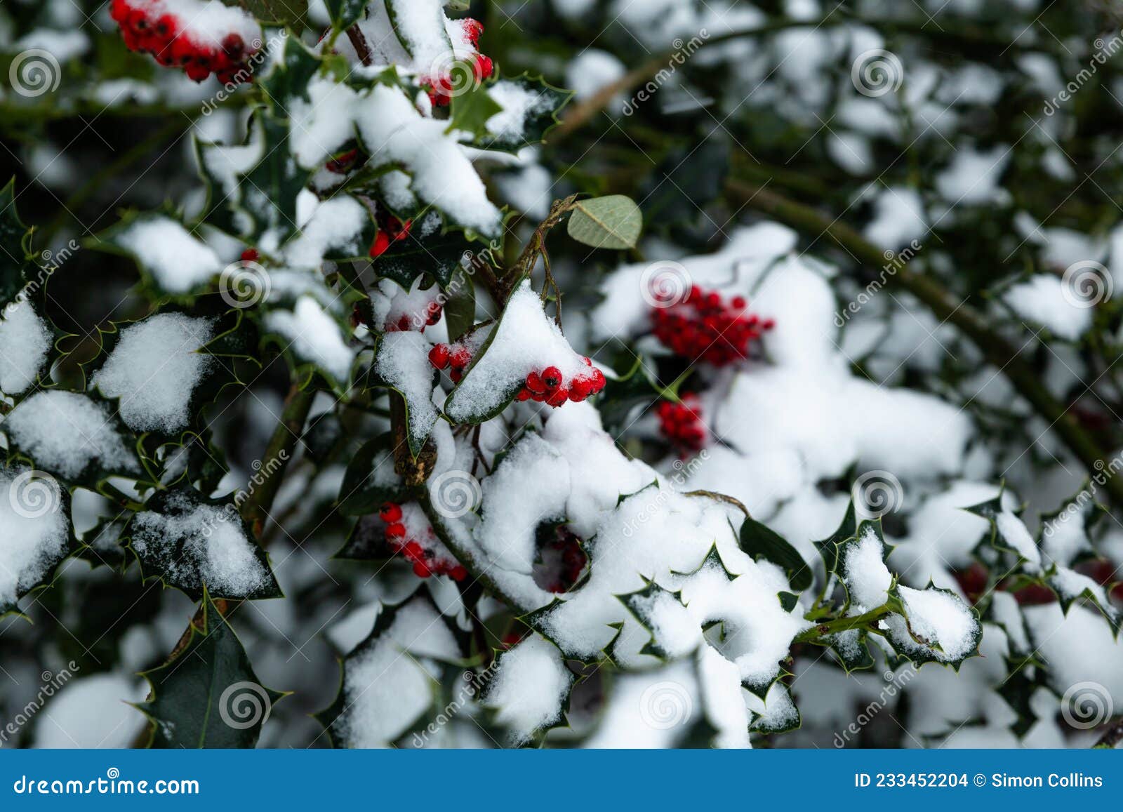 Red Ivy Berries Covered in Snow during the Winter Stock Photo - Image ...