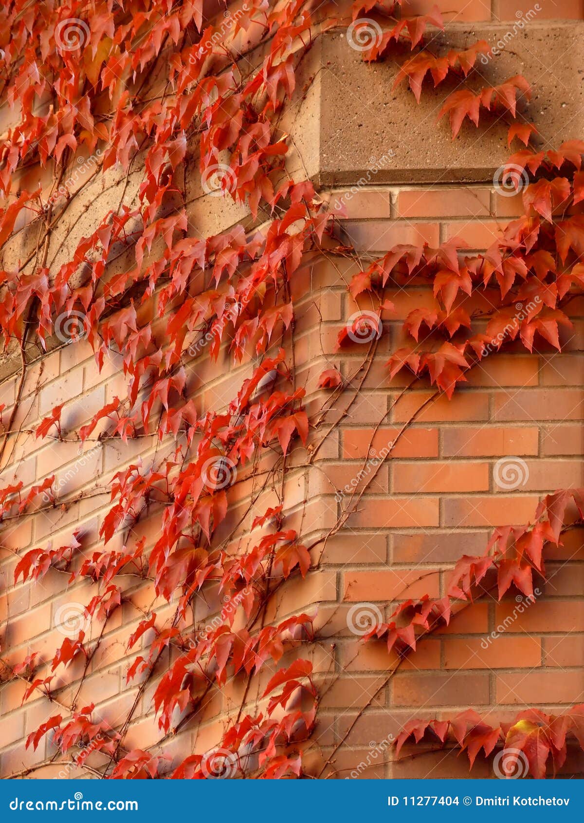 Red ivy on a brick wall stock photo. Image of season - 11277404