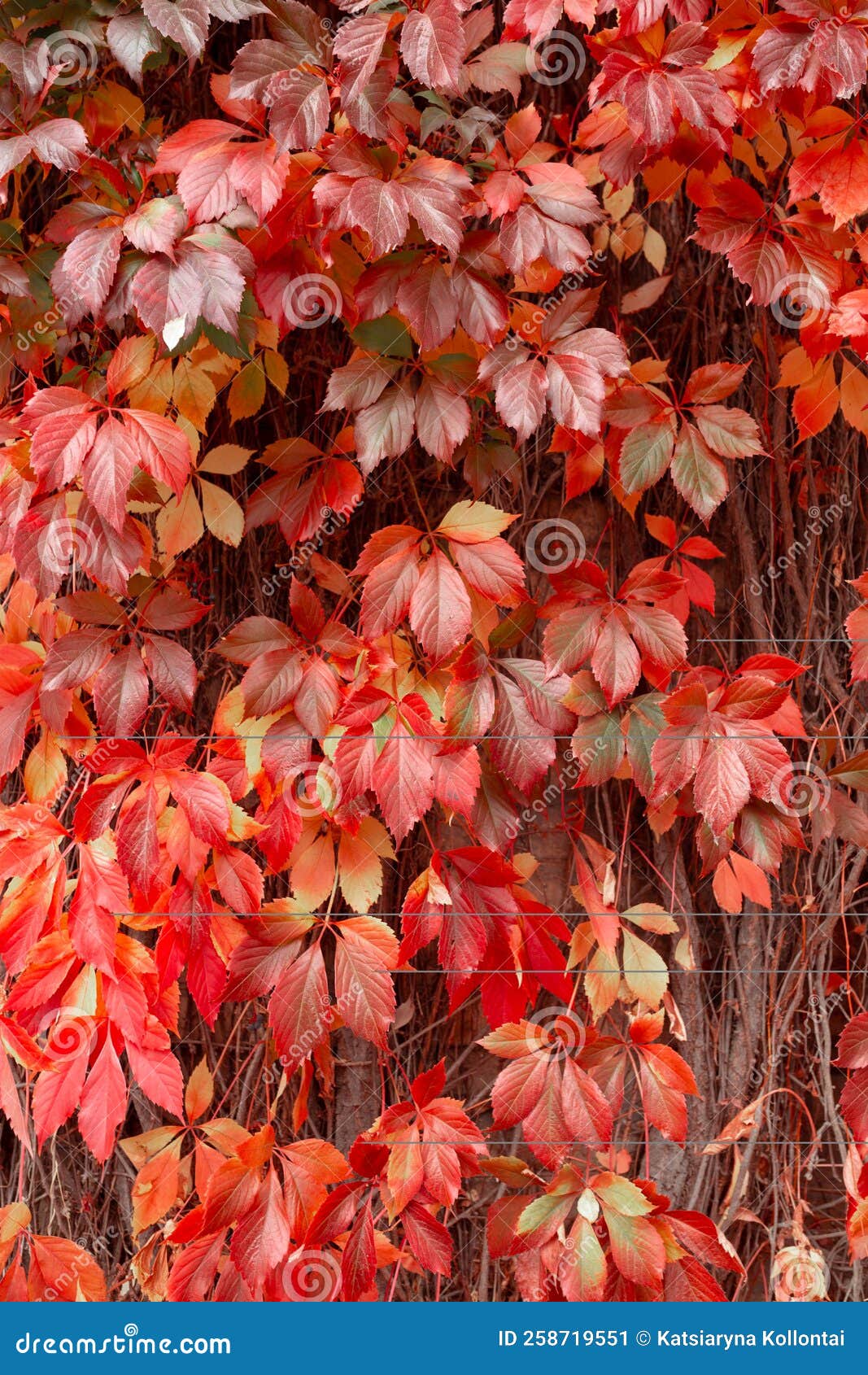 Red Ivy on a Brick Wall. Perfect Autumn Background Stock Image - Image ...