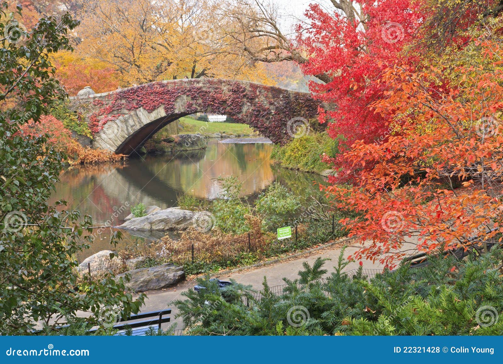 Red Ivy on Central Park Bridge Stock Photo - Image of nature, rocks ...