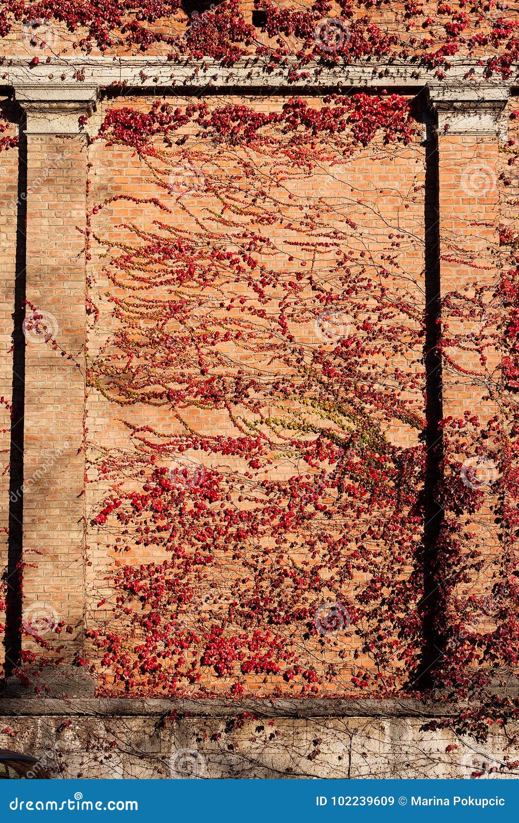 Red ivy on a wall stock image. Image of garden, botanical - 102239609