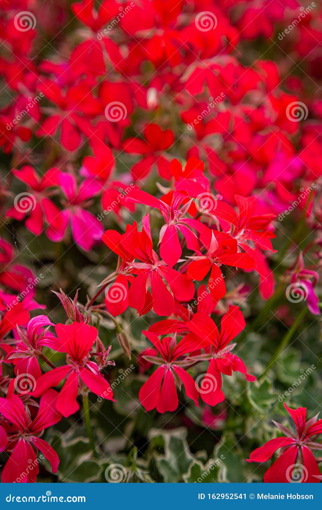 Red Ivy Geraniums stock image. Image of depth, floral - 162952541