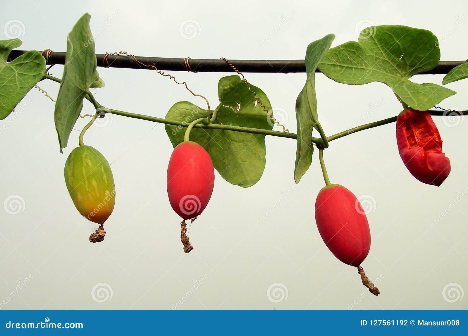 Red Ivy Gourd stock photo. Image of seasonal, green - 127561192