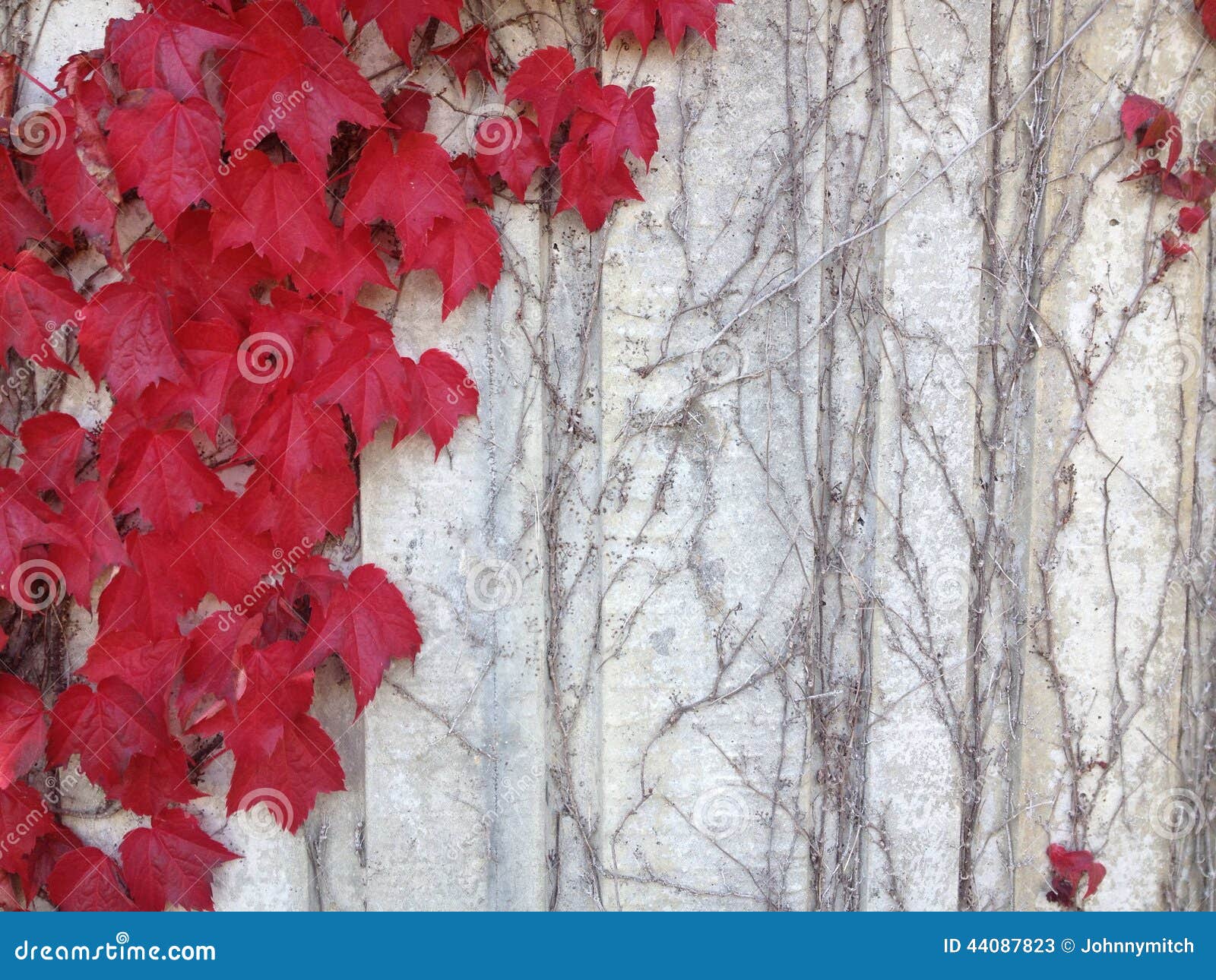 Red Ivy on gray wall stock image. Image of texture, background - 44087823