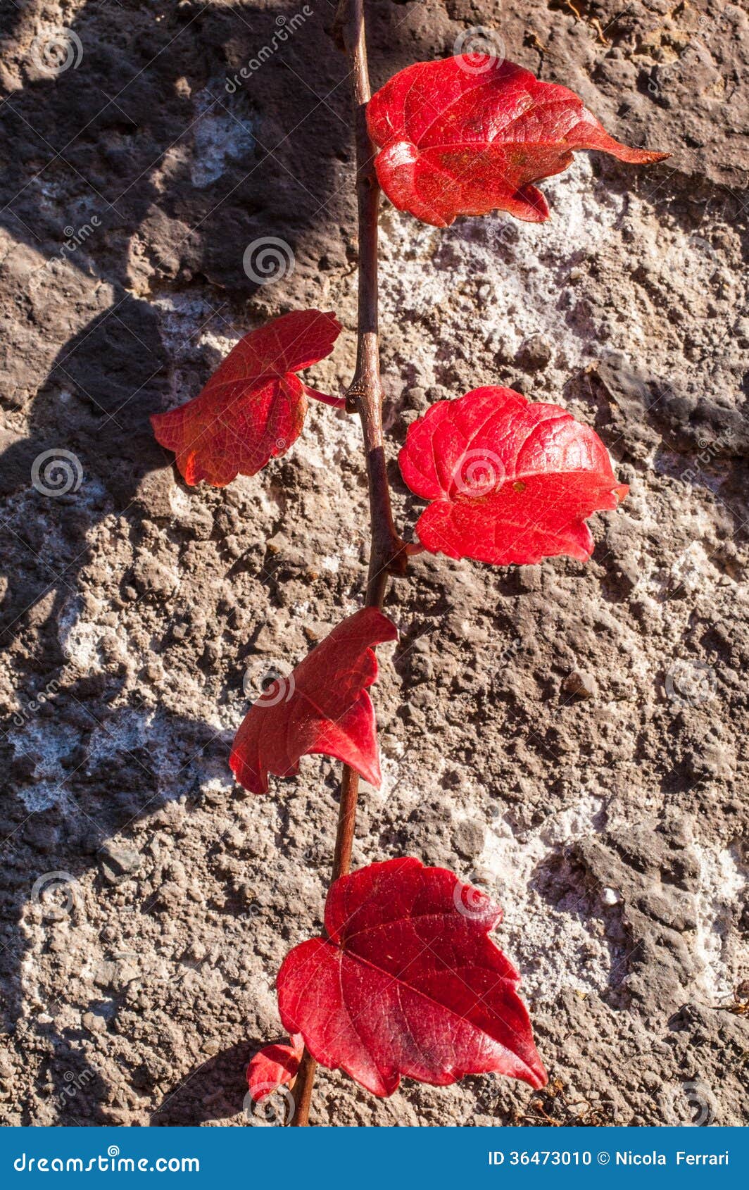 Red Ivy Leaves on an Old Stone Wall Stock Photo - Image of plant ...