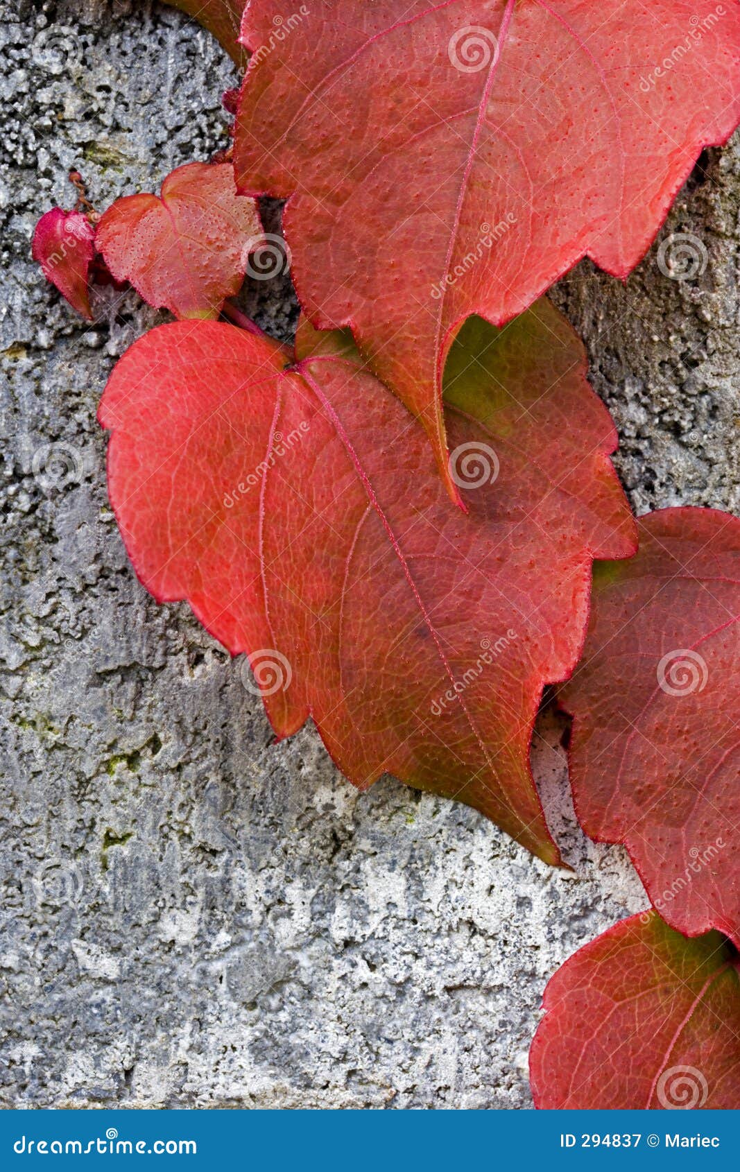 Red Ivy Pattern stock image. Image of autumn, leaves, climb - 294837