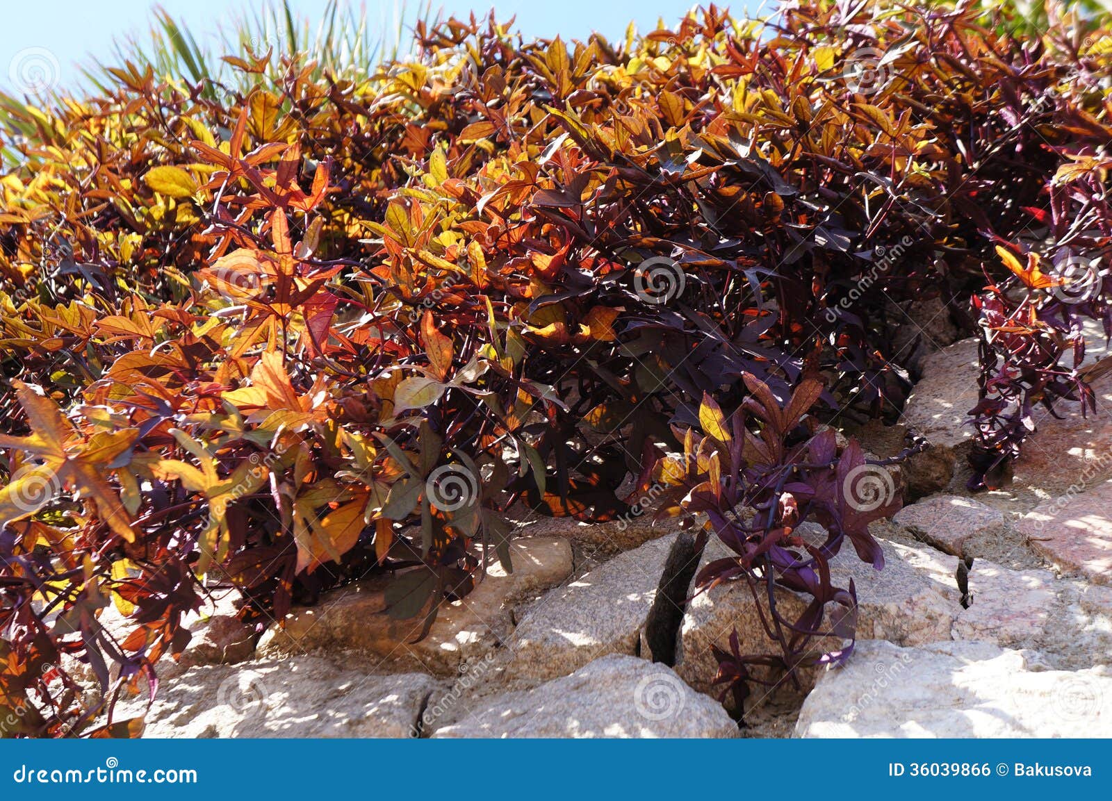 Red ivy on the stone wall stock photo. Image of colorful - 36039866