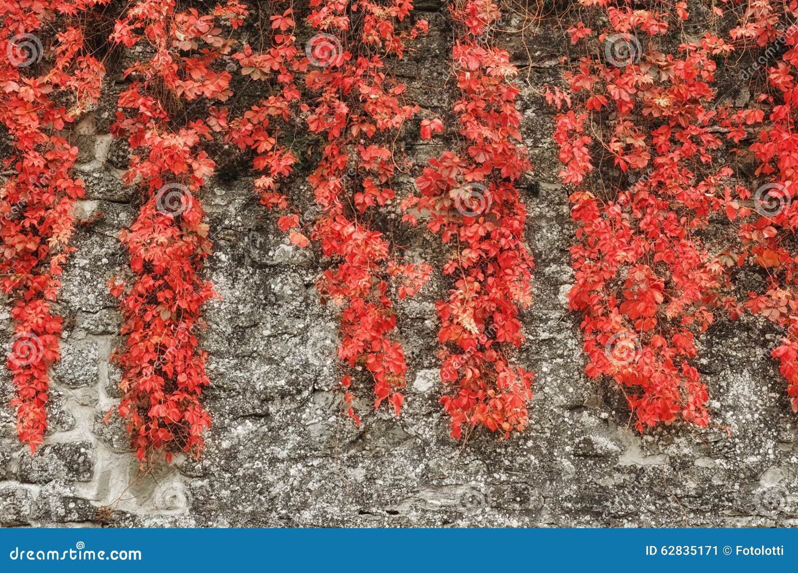 Red ivy stock image. Image of colors, outdoor, color - 62835171