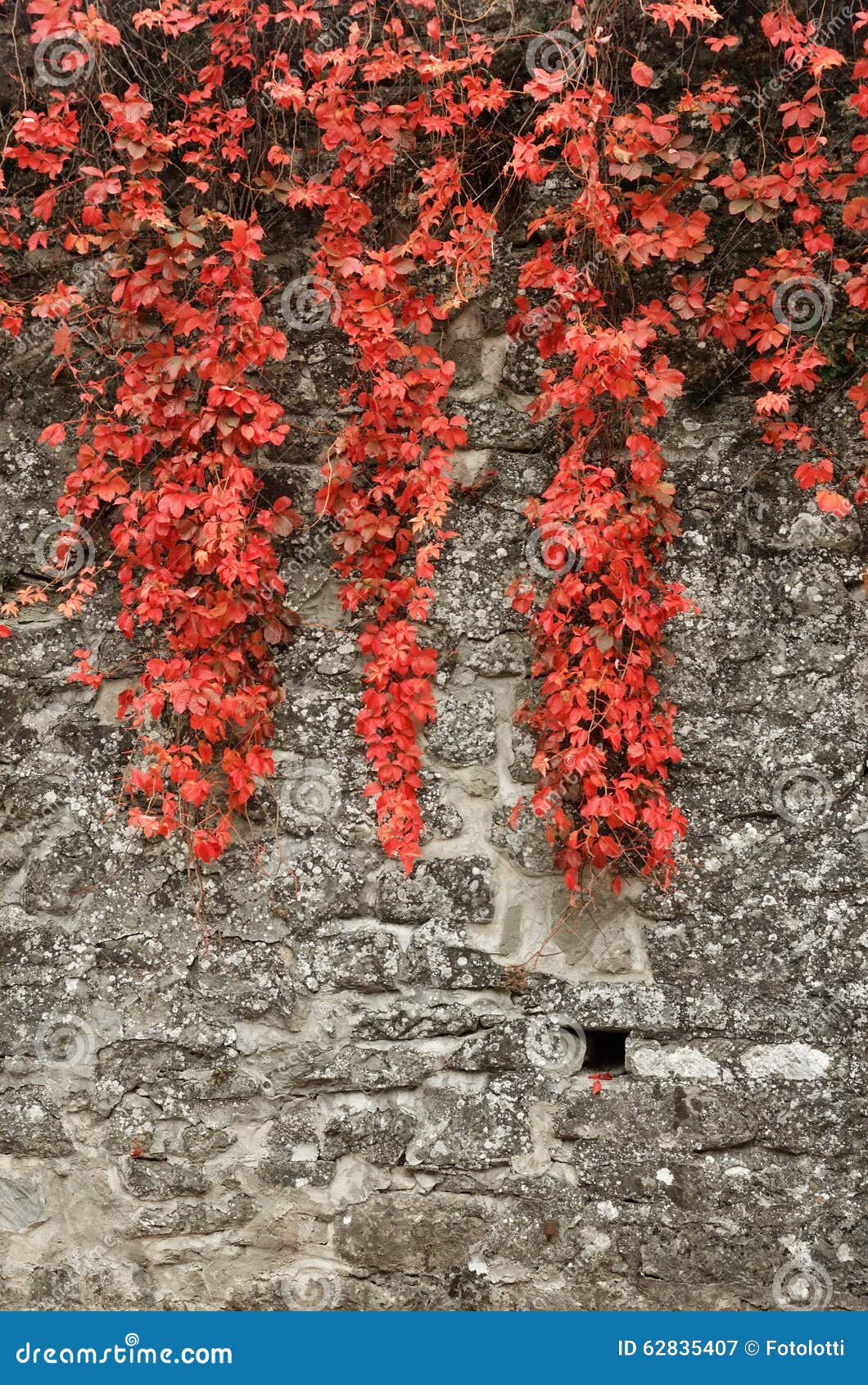 Red ivy stock image. Image of color, colors, leaves, october - 62835407