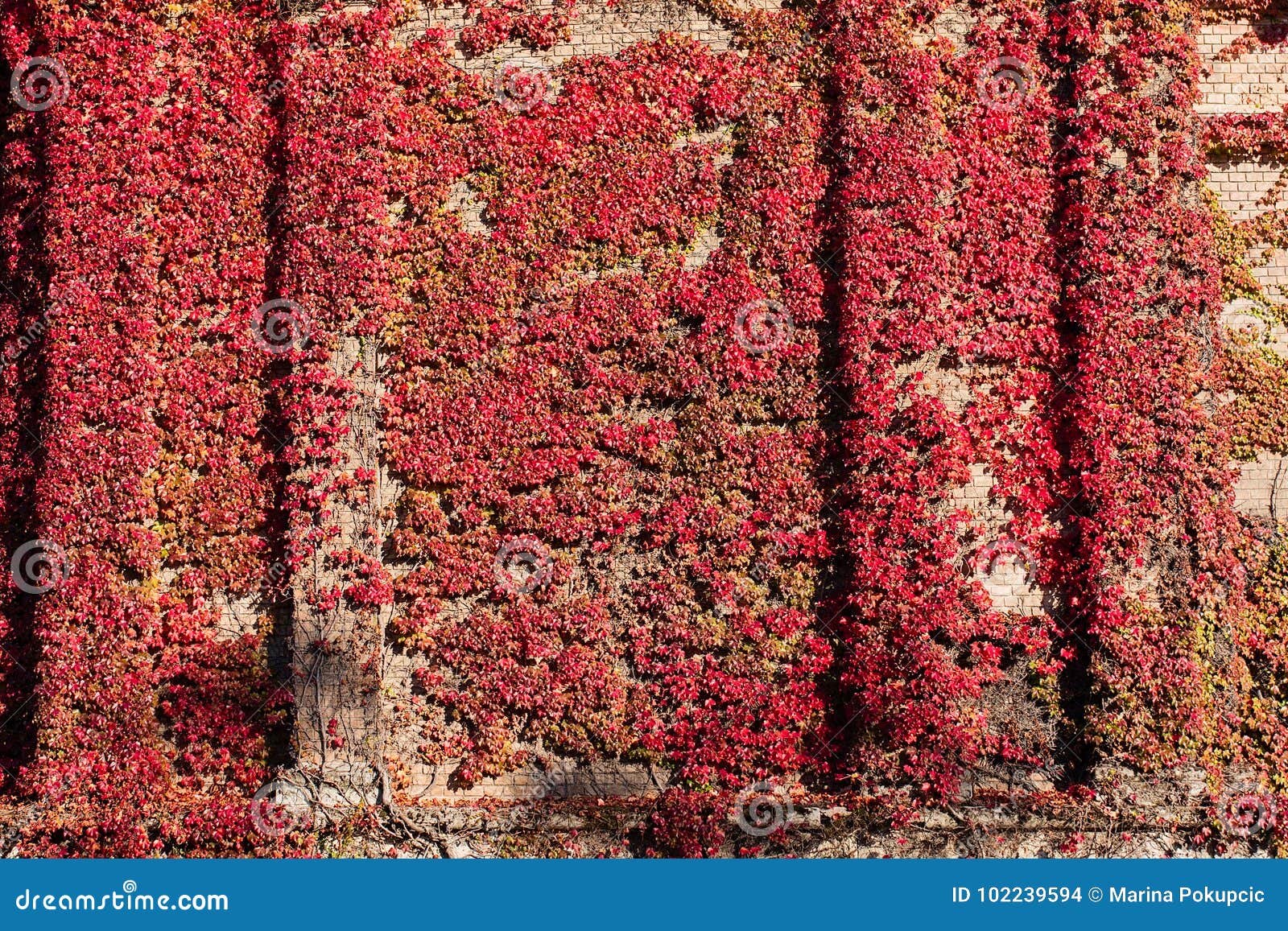 Red ivy on a wall stock photo. Image of leaf, leafy - 102239594