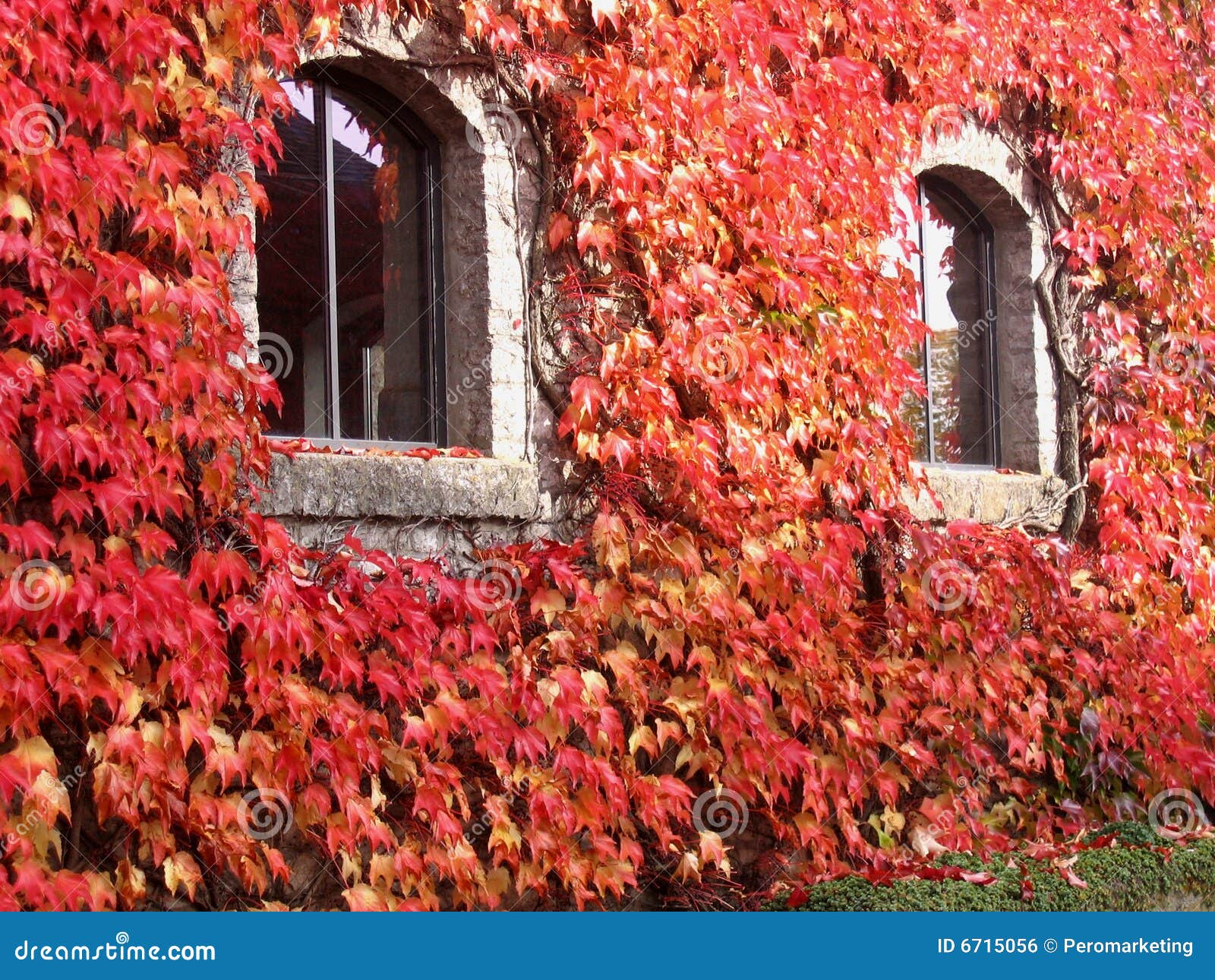 Red Ivy Walls stock photo. Image of nature, architecture - 6715056