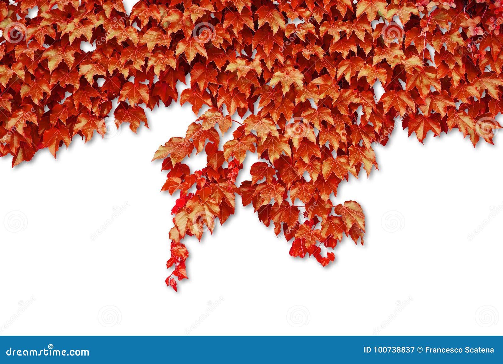 Red Ivy on White Background for Easy Selection - Toned Image Stock ...