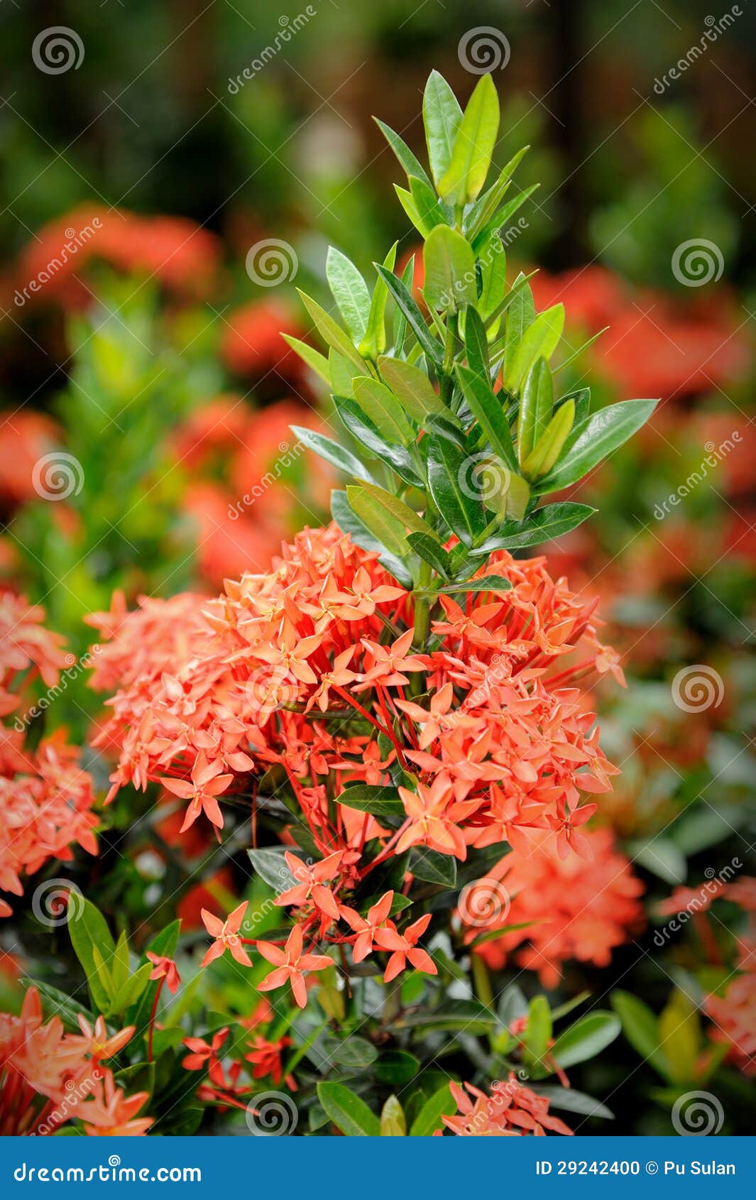 Red Ixora stock photo. Image of floral, javanica, java - 29242400