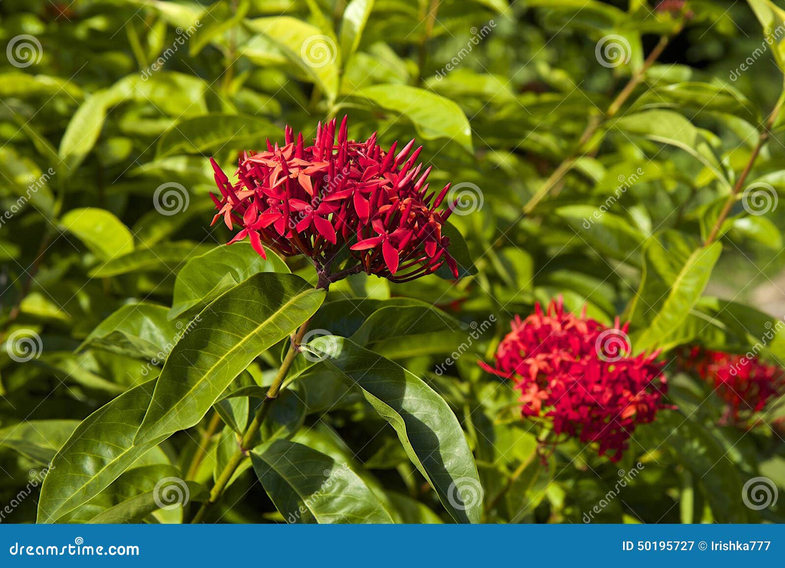 Red ixora stock image. Image of close, bunch, flower - 50195727