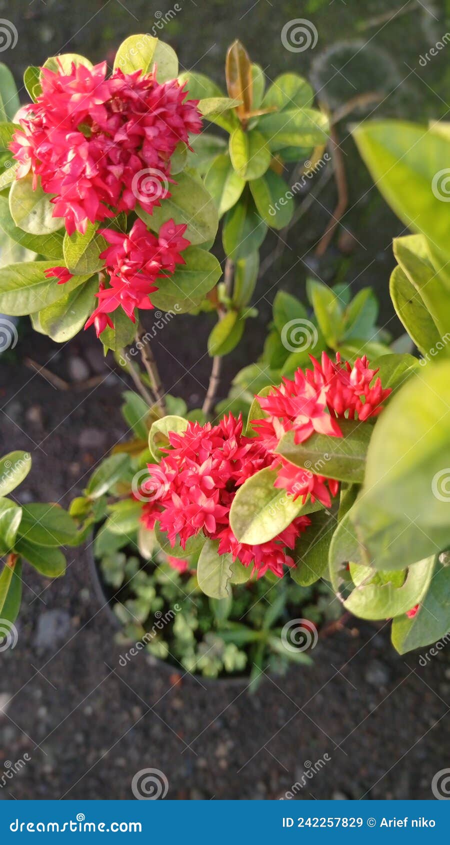 Red ixora chinensis stock image. Image of chinensis - 242257829