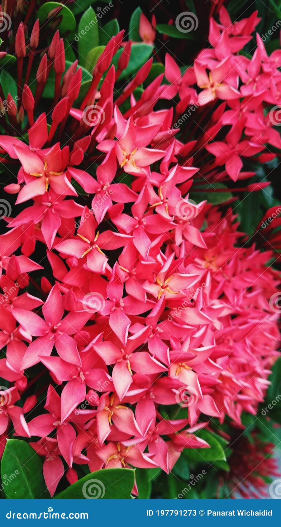 Red Ixora,Ixora Chinensis Lamk.Ixora Spp Stock Image - Image of leaf ...