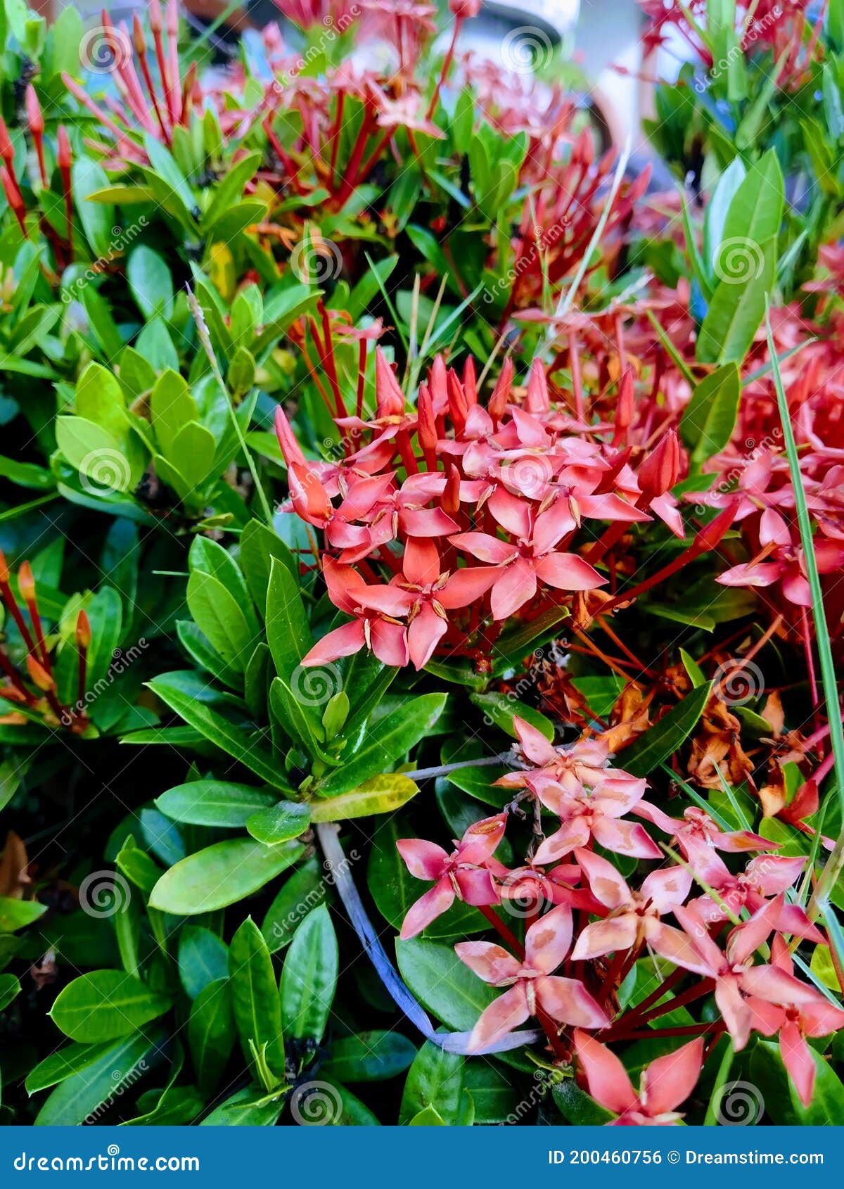 Red Ixora Chinensis stock photo. Image of leaf, herb - 200460756