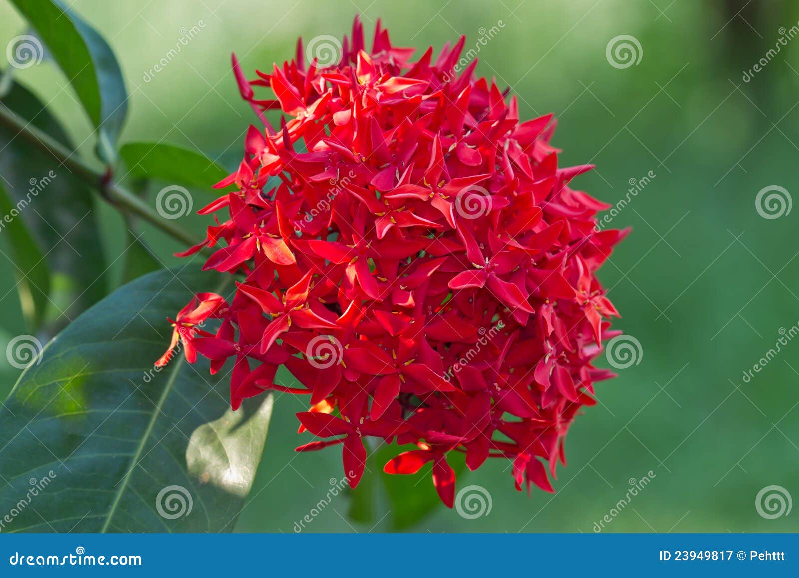 Red Ixora flower stock image. Image of nature, flora - 23949817