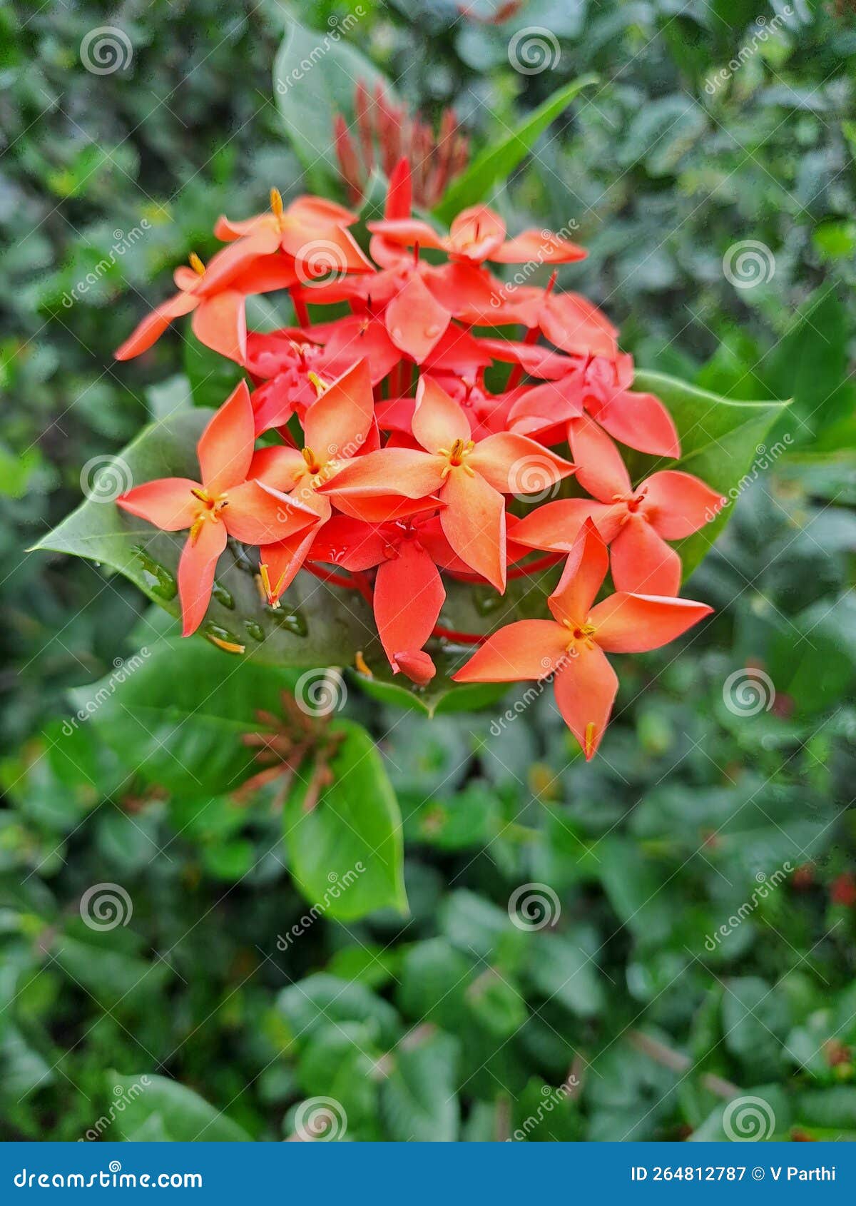 Red Ixora stock image. Image of ixora, garden, ixoraflower - 264812787