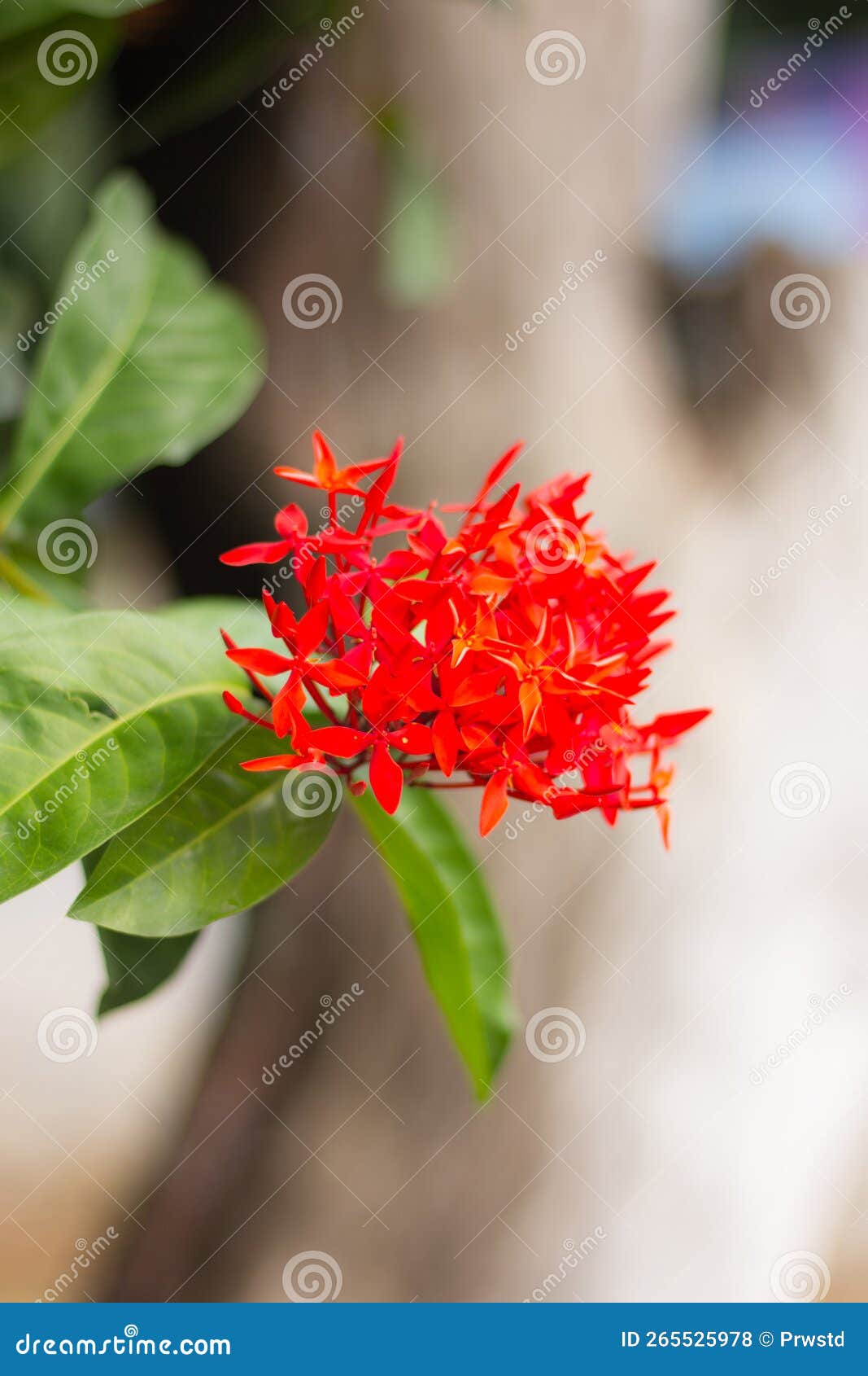 Red Ixora Flower Beauty in Nature Stock Photo - Image of blooming, leaf ...
