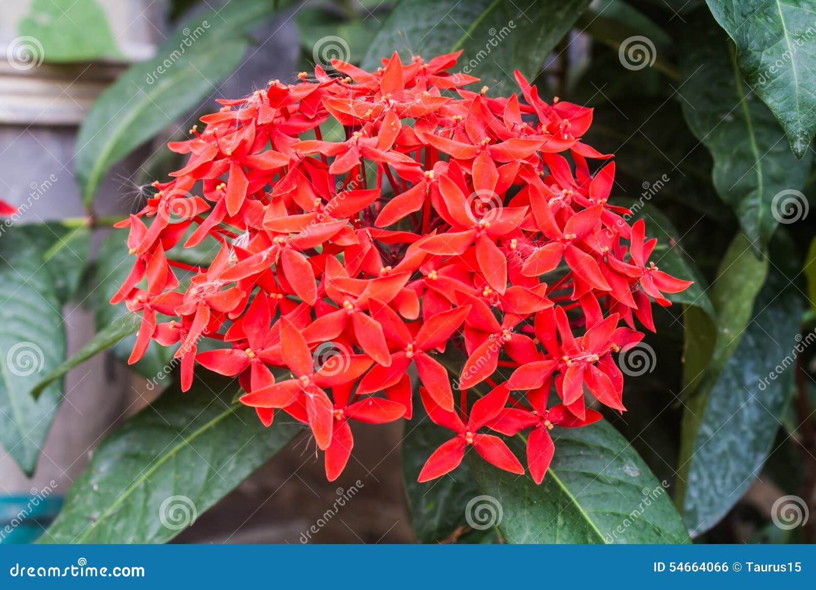 Red Ixora Flower stock photo. Image of honey, flower - 54664066