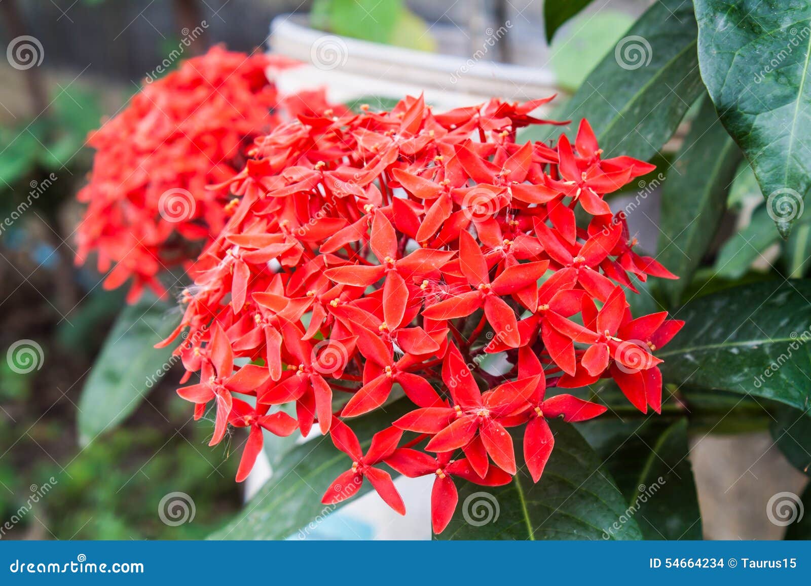 Red Ixora Flower stock photo. Image of attractive, climate - 54664234