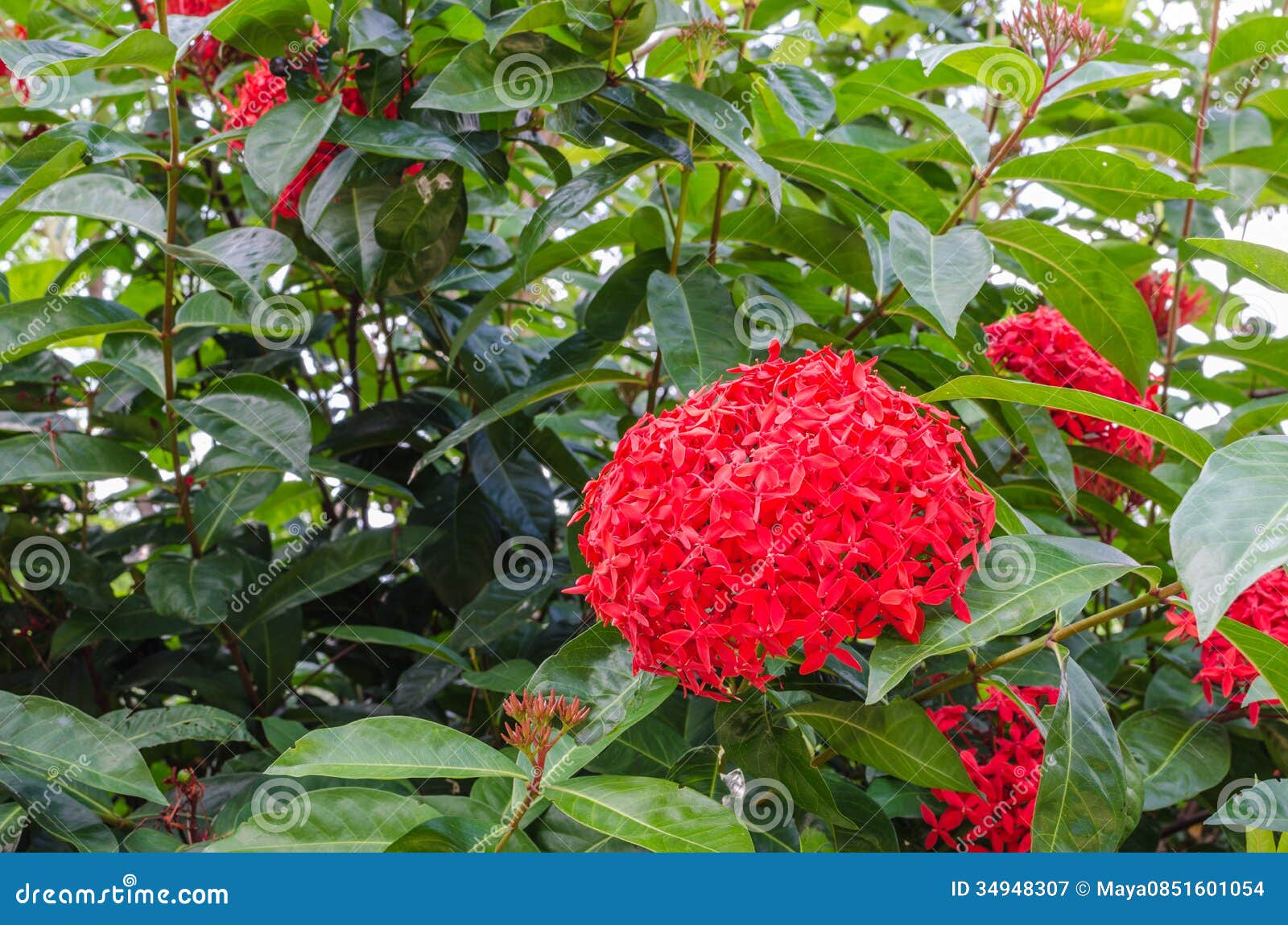 Red ixora flower stock image. Image of bloom, blossom - 34948307