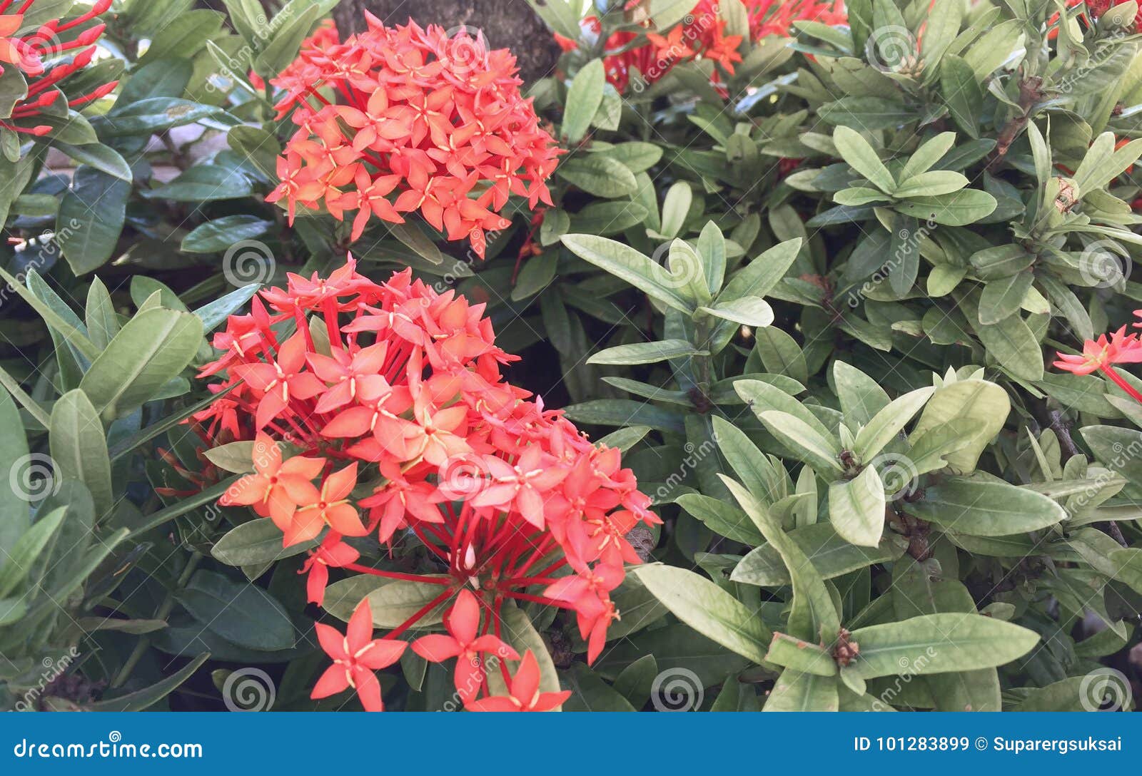 Red Ixora Flower stock image. Image of ixora, beautiful - 101283899
