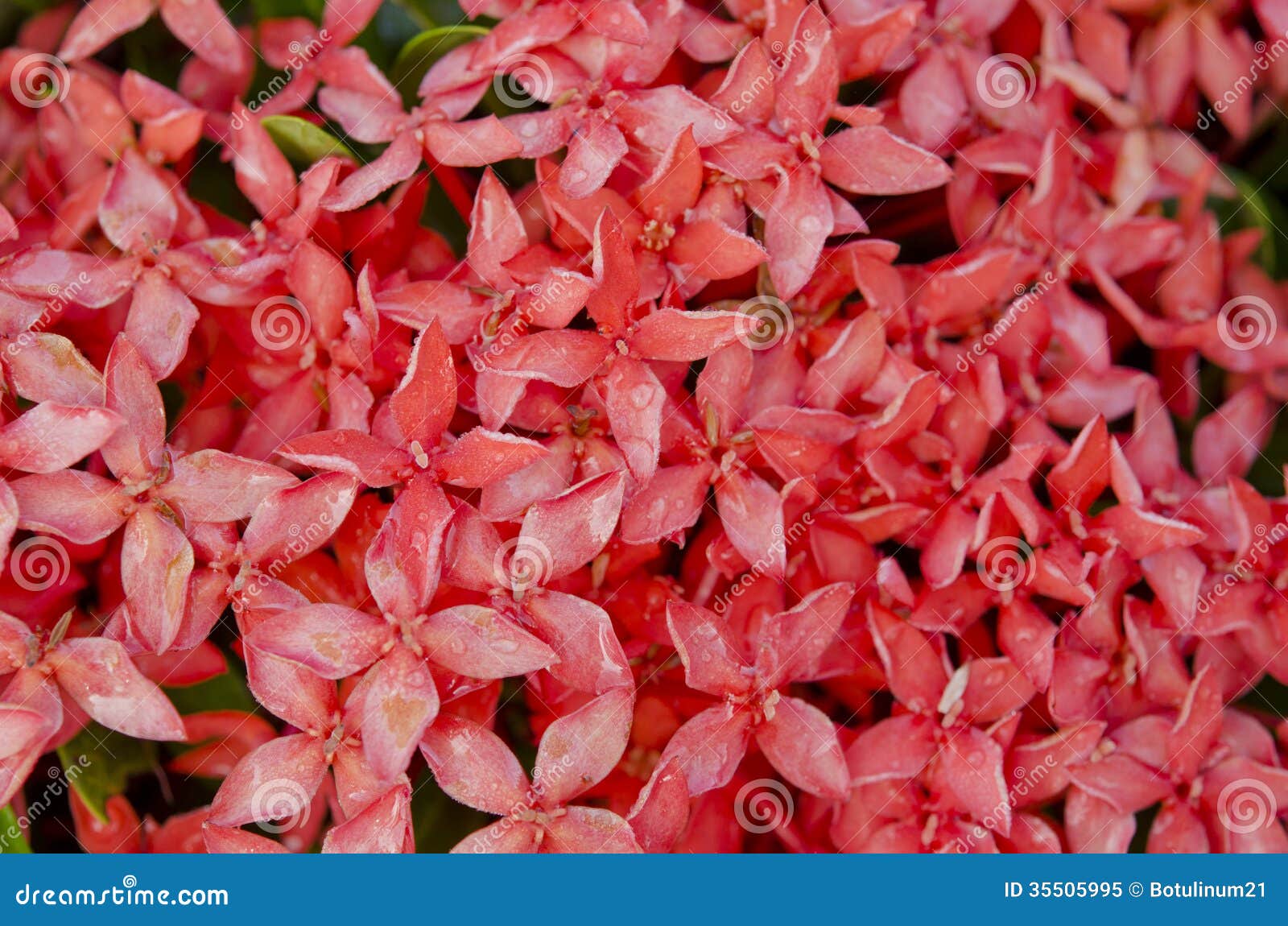 Red Ixora flower stock image. Image of fresh, bloom, ixora - 35505995