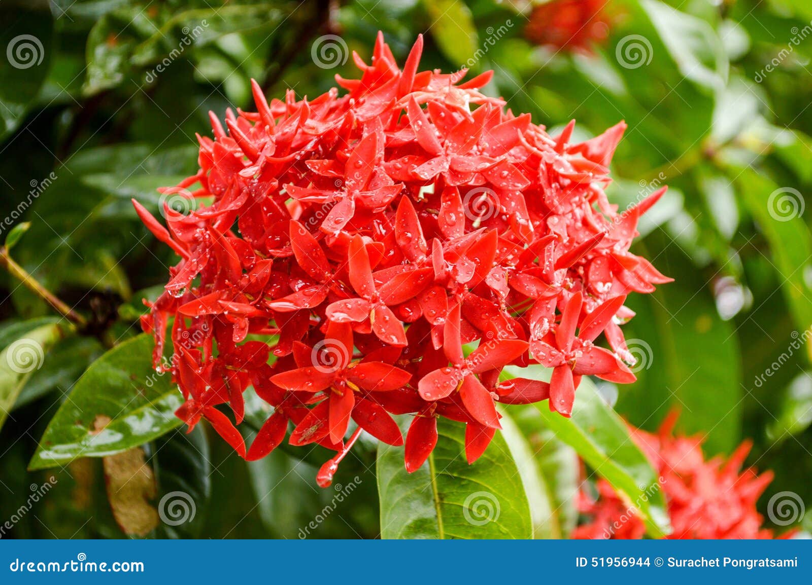 Red ixora flower stock photo. Image of petal, foliage - 51956944