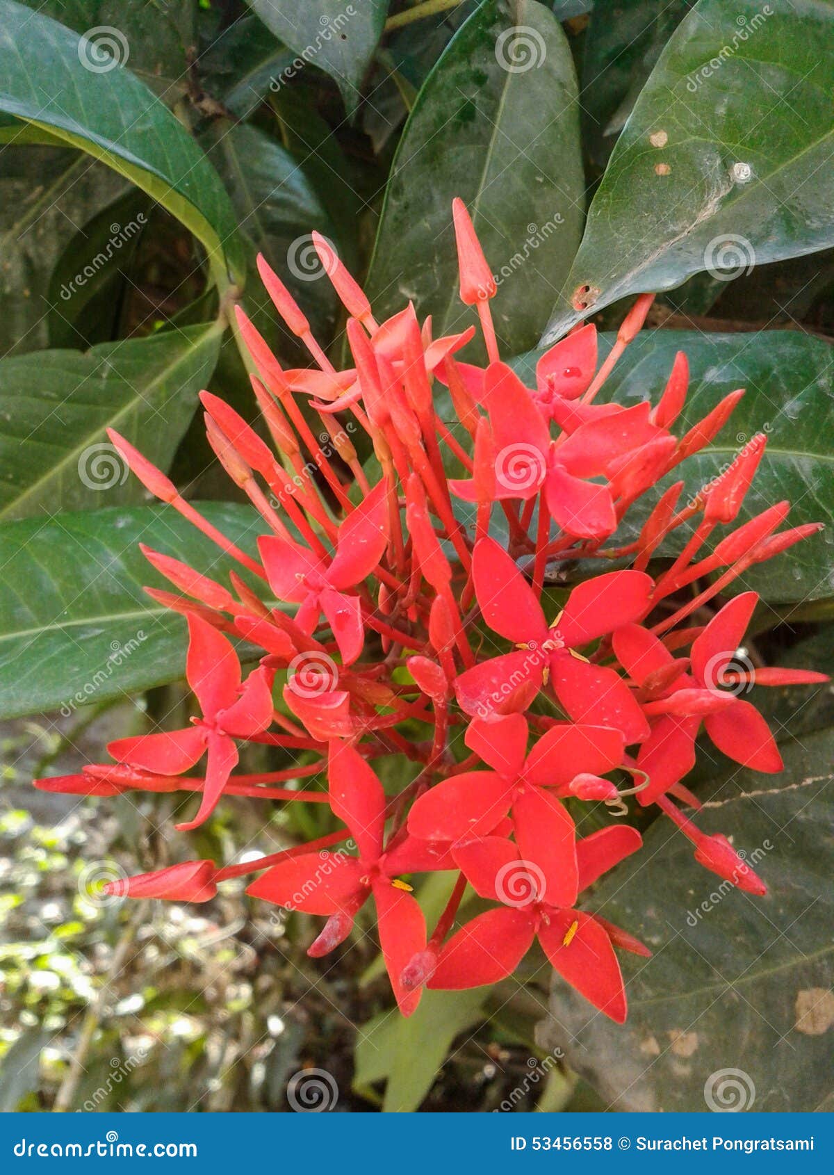 Red ixora flower stock photo. Image of tree, blossom - 53456558