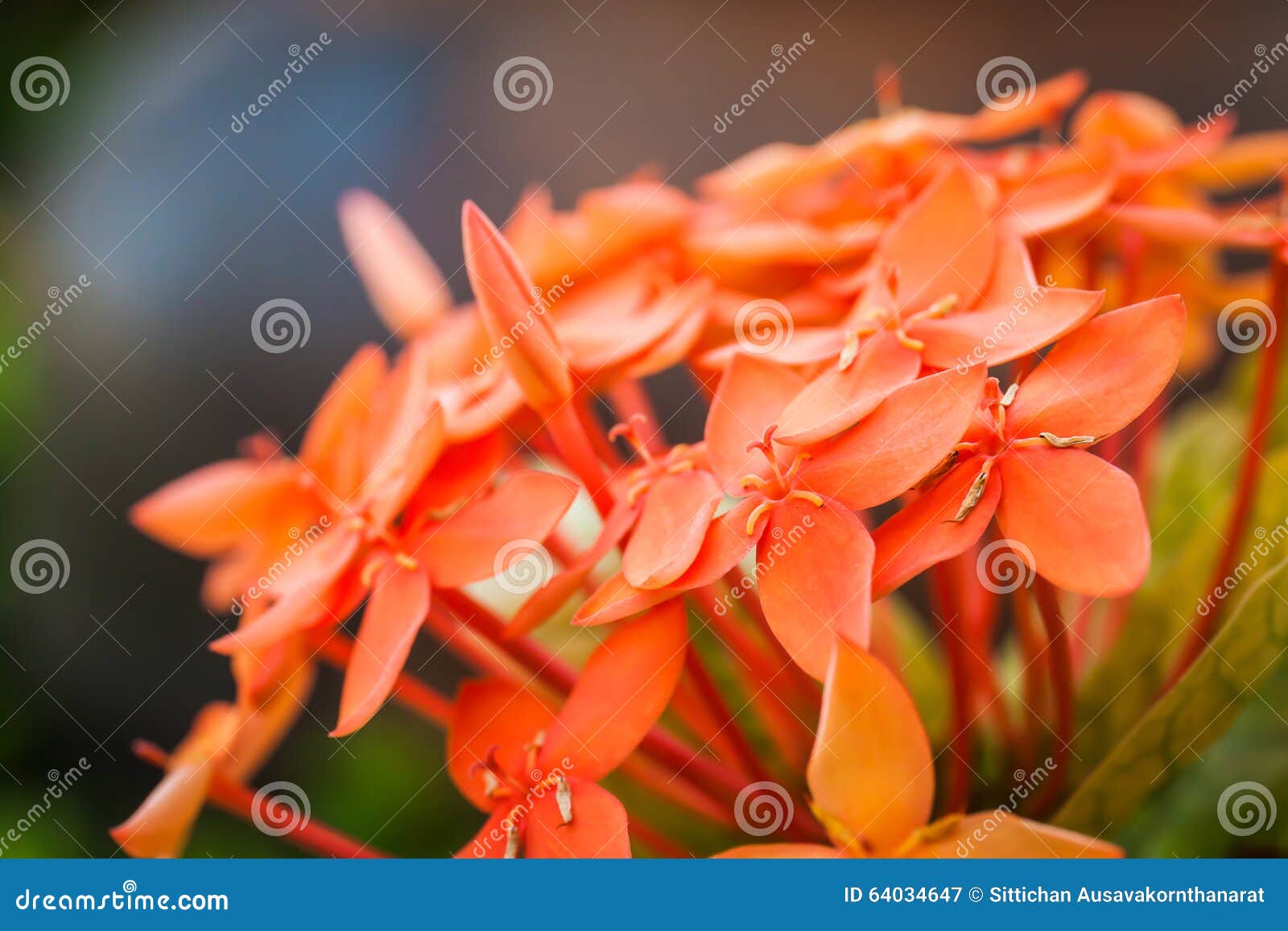 Red Ixora Flower in a Garden Stock Image - Image of select, fresh: 64034647