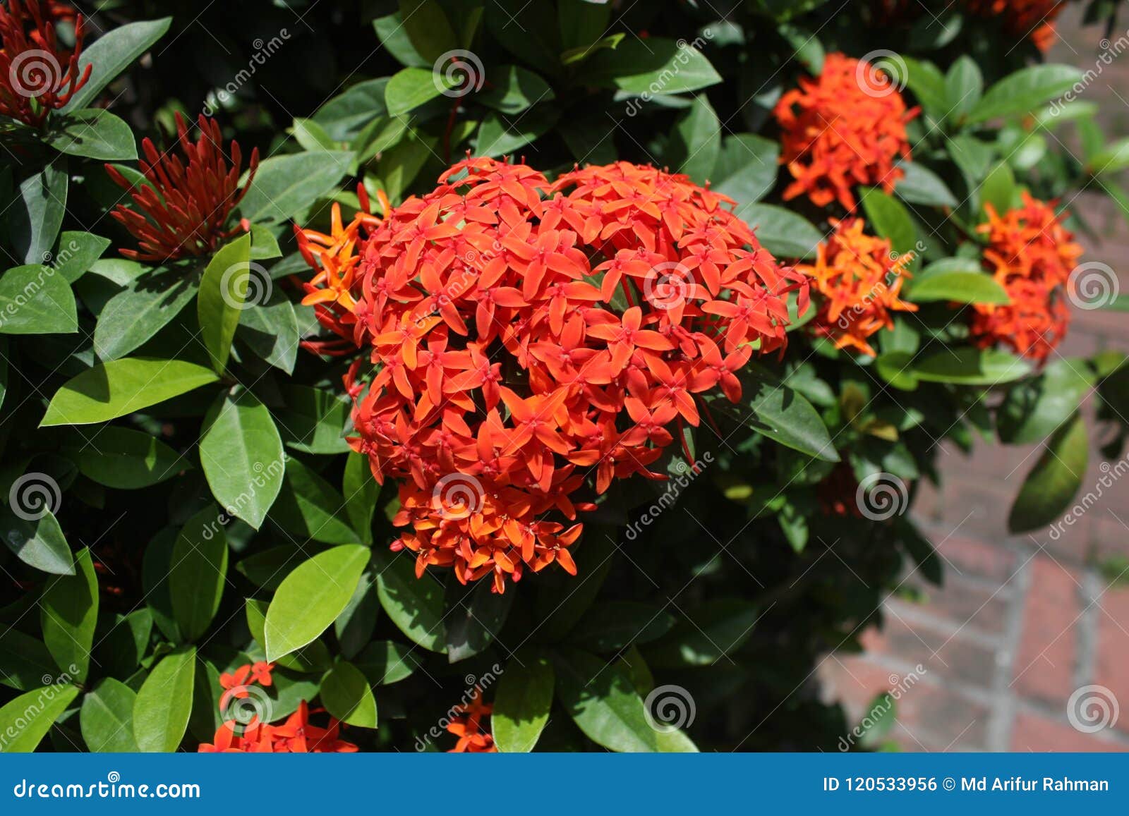 Red Ixora Flower stock photo. Image of macro, natural - 120533956