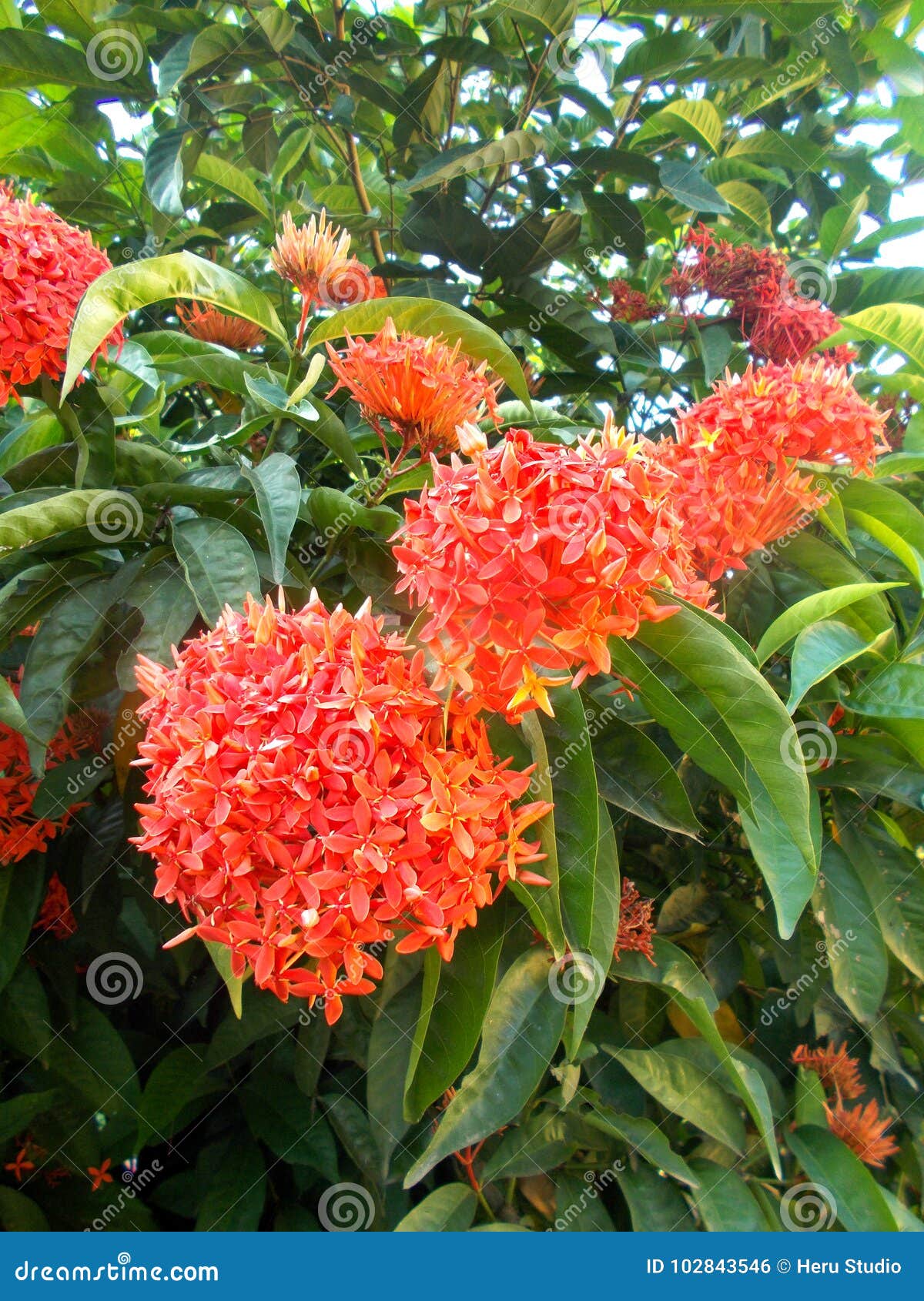 Red Ixora Flower Closeups on the Tree Stock Photo - Image of colourful ...