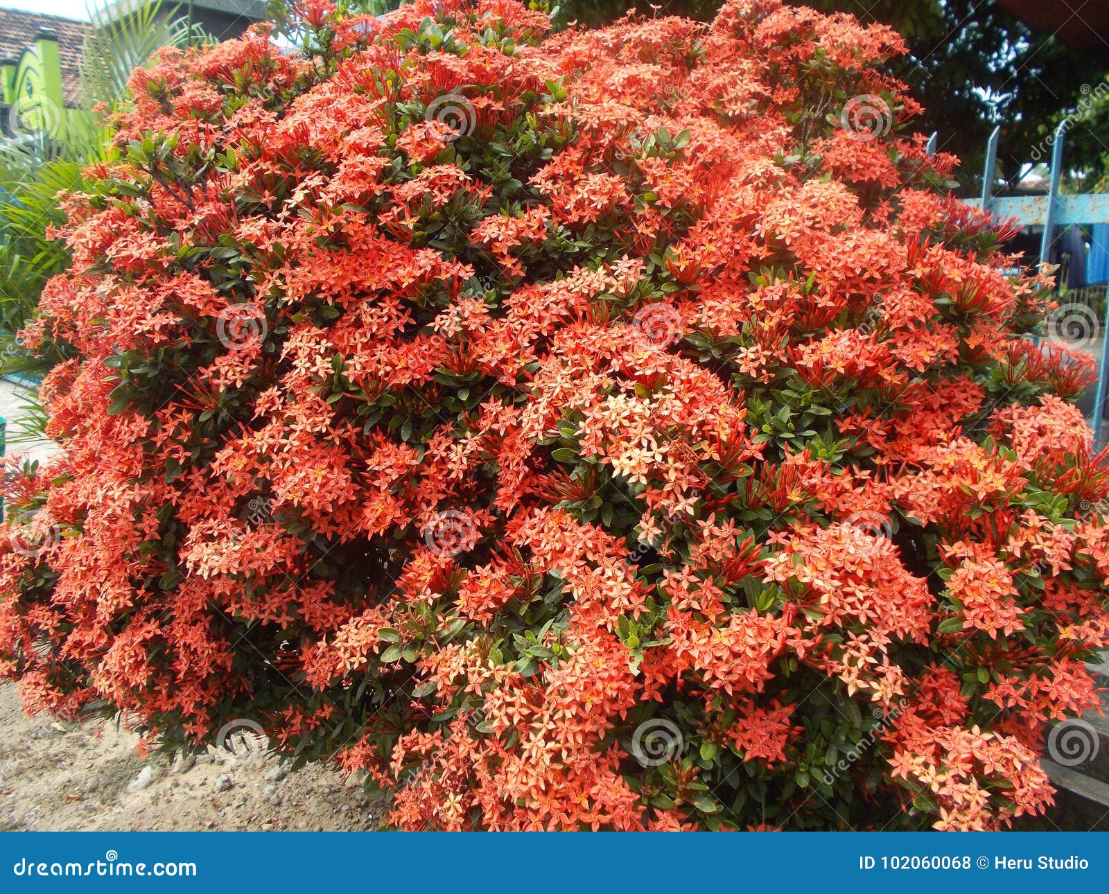 Red Ixora Flower Close Ups on the Tree Stock Photo - Image of feed ...