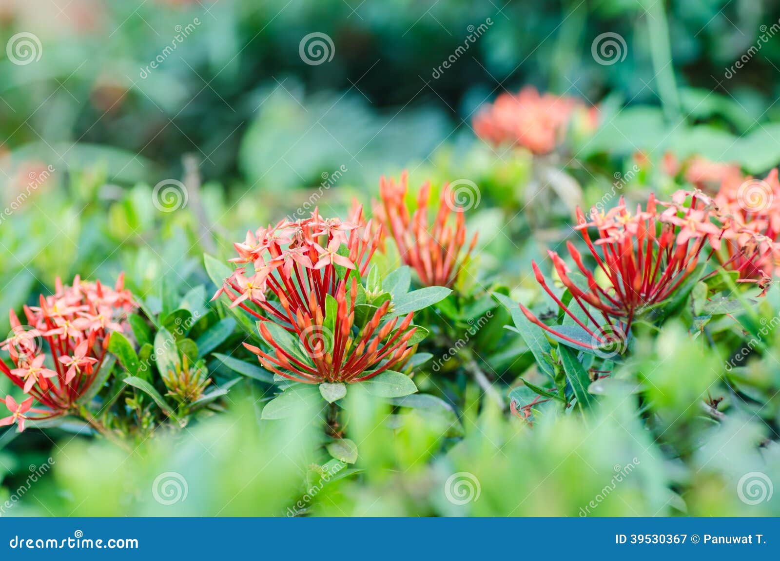 Red ixora flowers stock image. Image of beauty, foliage - 39530367