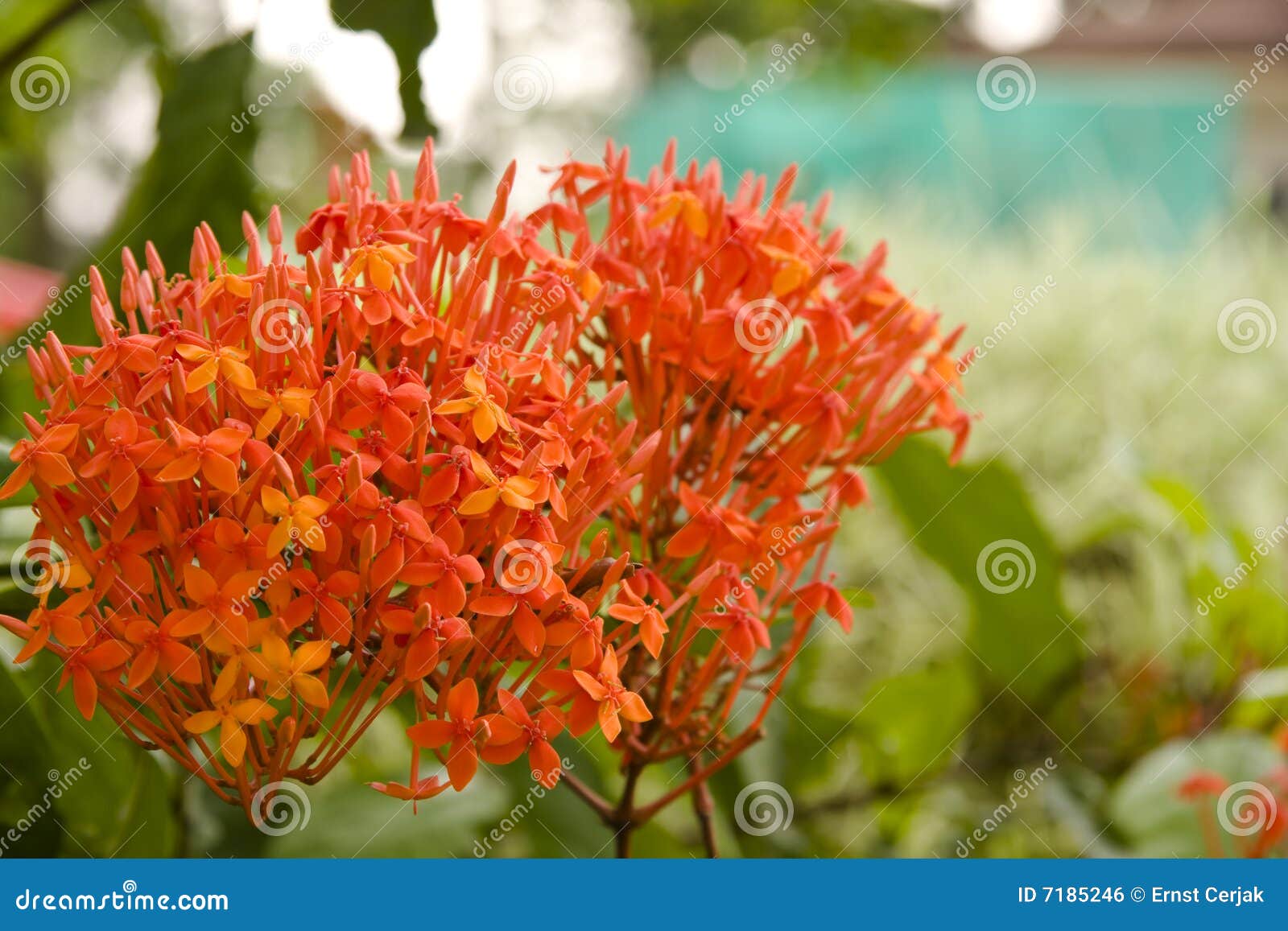 Red ixora flowers stock photo. Image of east, blossom - 7185246