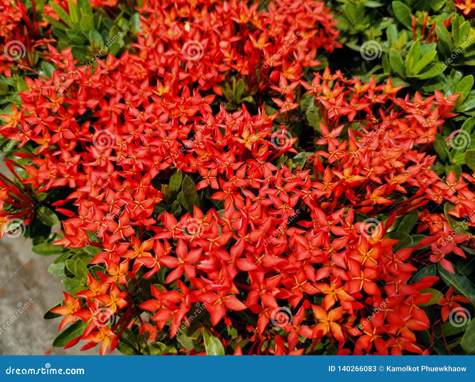Red Ixora Flowers Blooming in Garden Stock Image - Image of outdoor ...