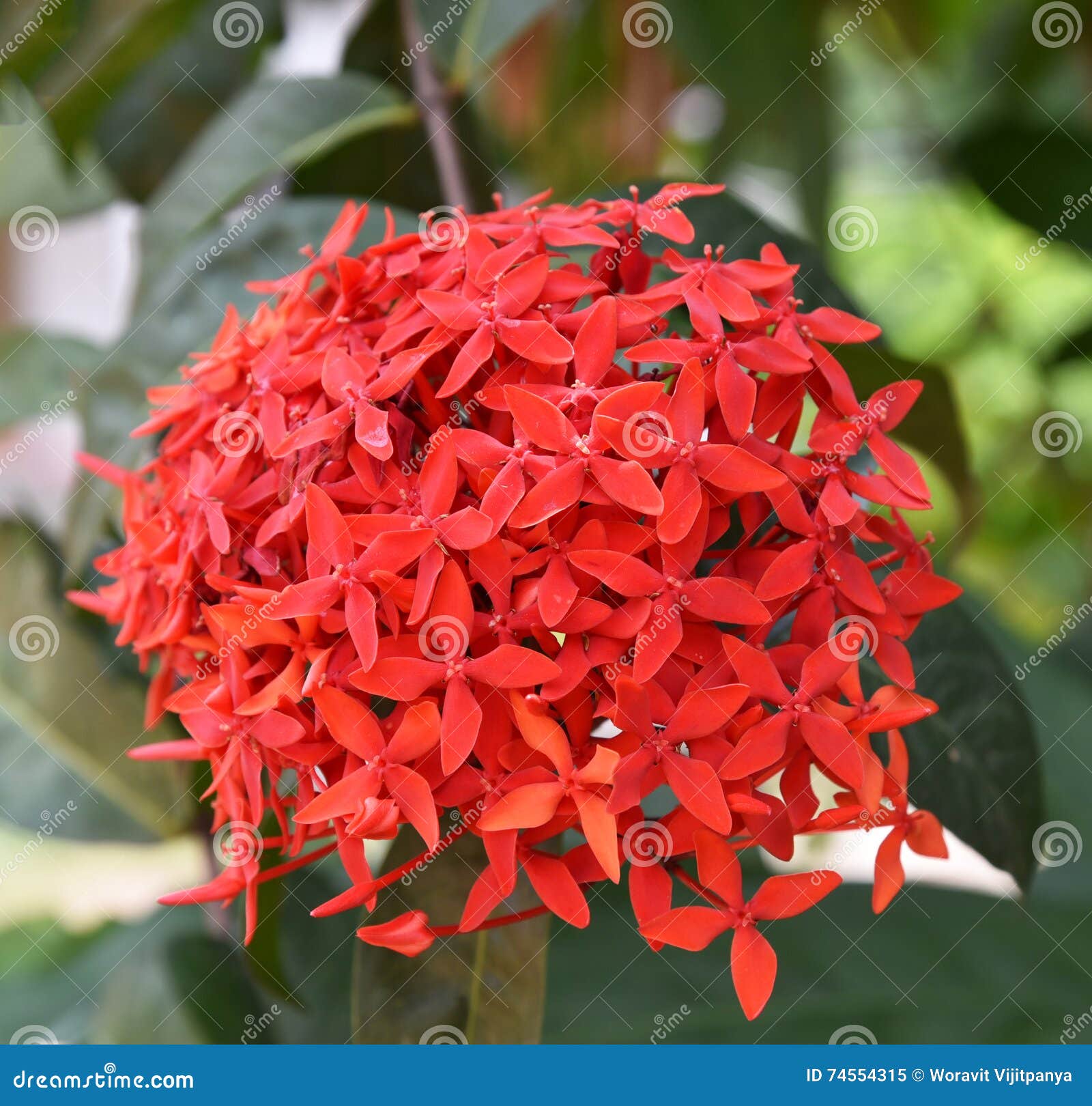 Red Ixora flowers stock image. Image of rubiaceae, india - 74554315