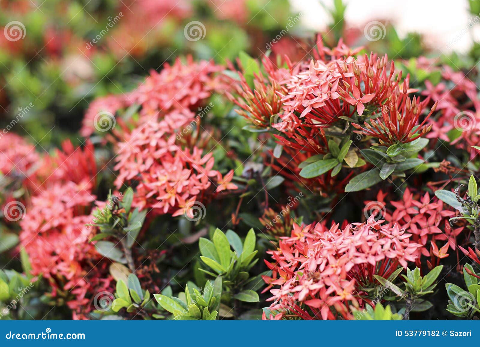 Red Ixora flowers stock photo. Image of autumn, ixora - 53779182
