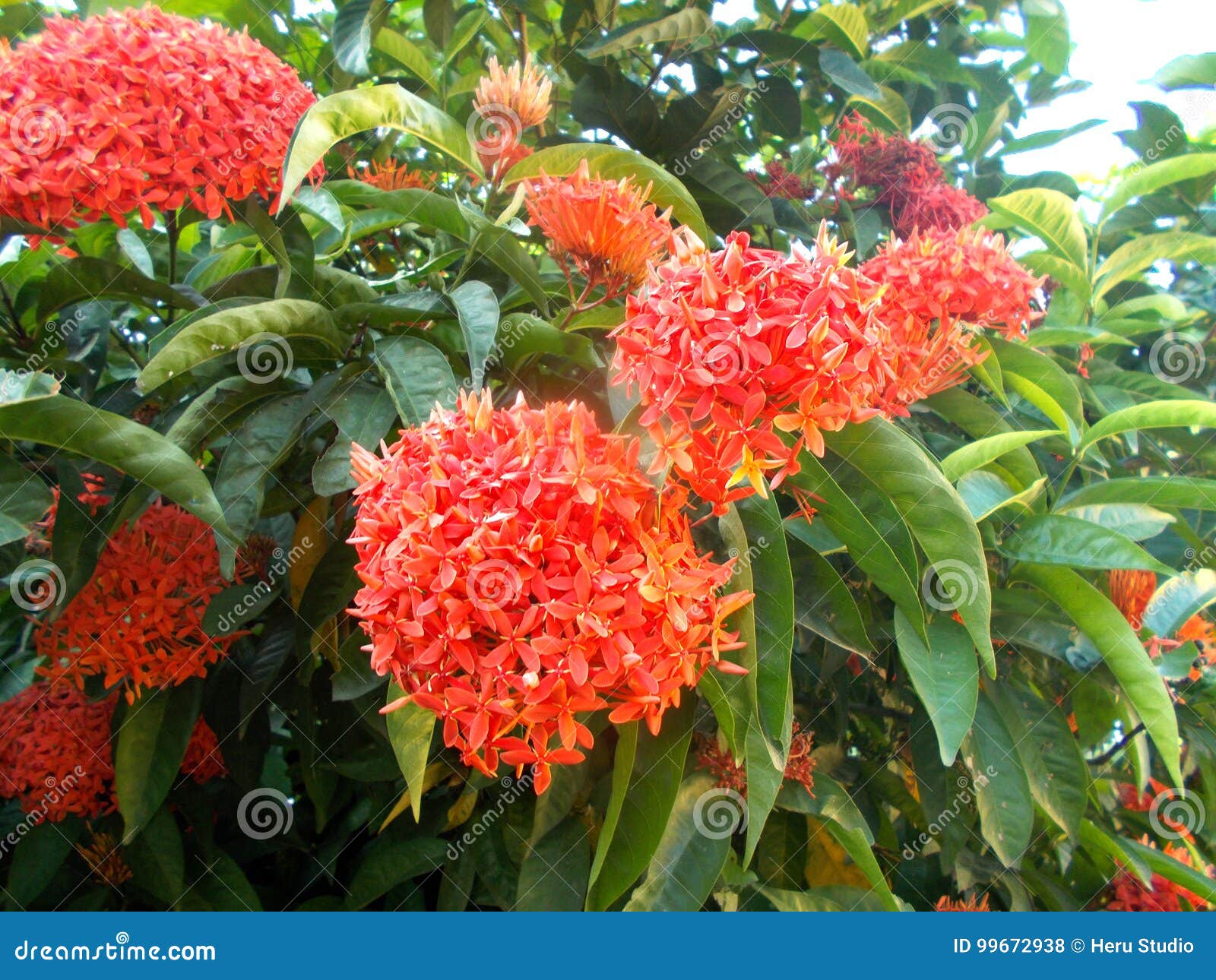 Red ixora flowers stock photo. Image of bouquet, closeup - 99672938